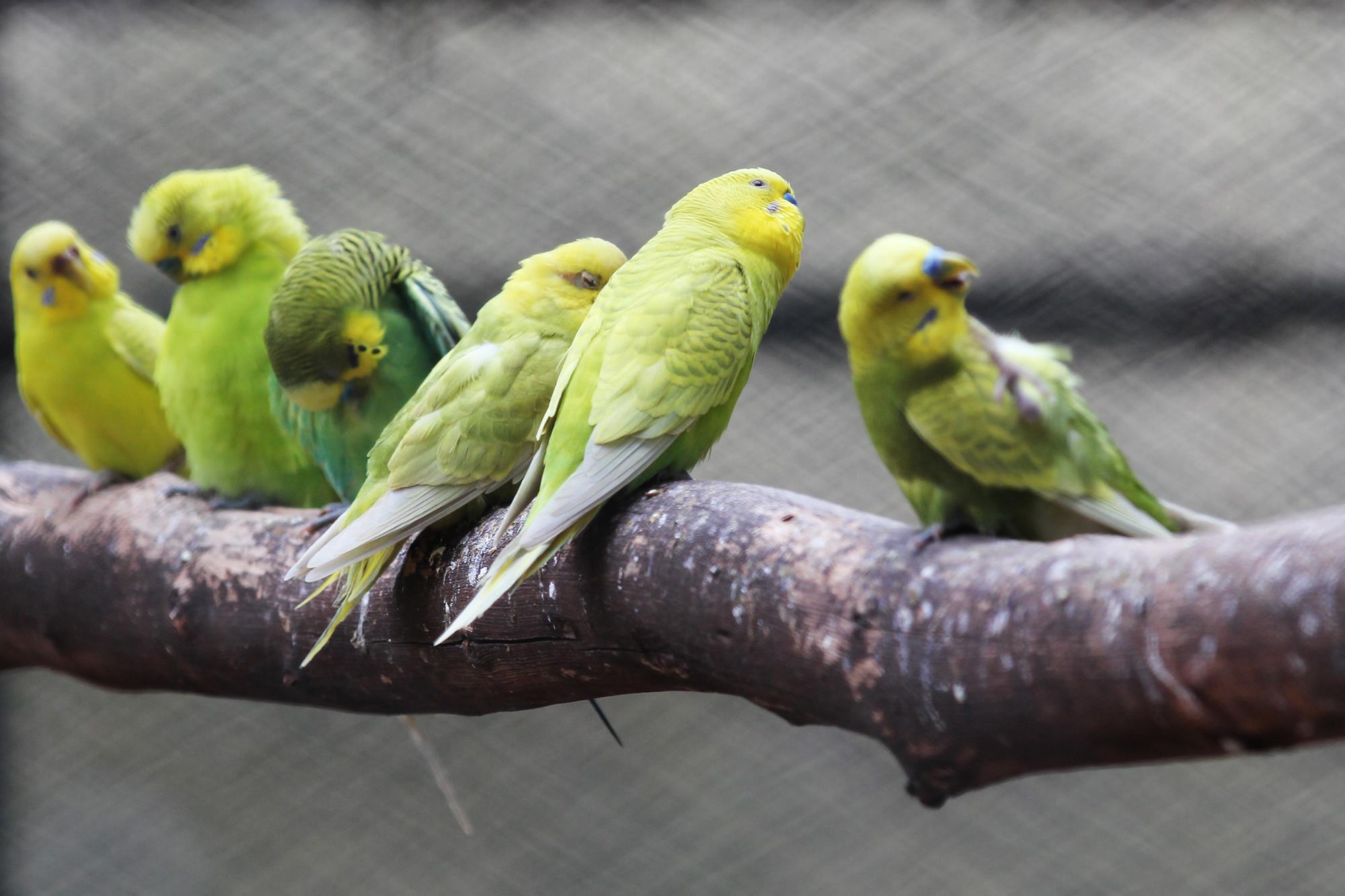 Budgie Bird Wallpapers - Top Free Budgie Bird Backgrounds - WallpaperAccess