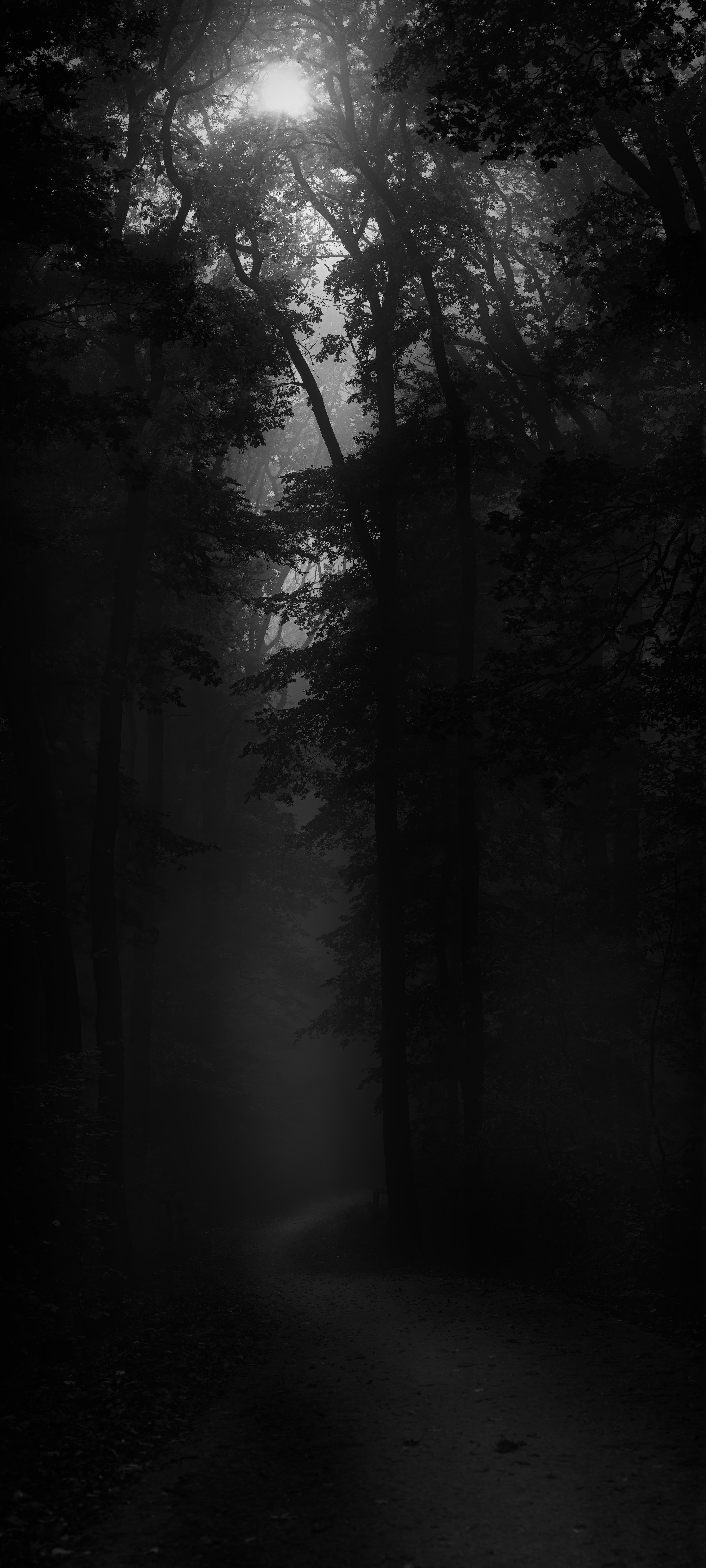 Dark Creepy Forest Wallpapers - Top Free Dark Creepy Forest Backgrounds ...