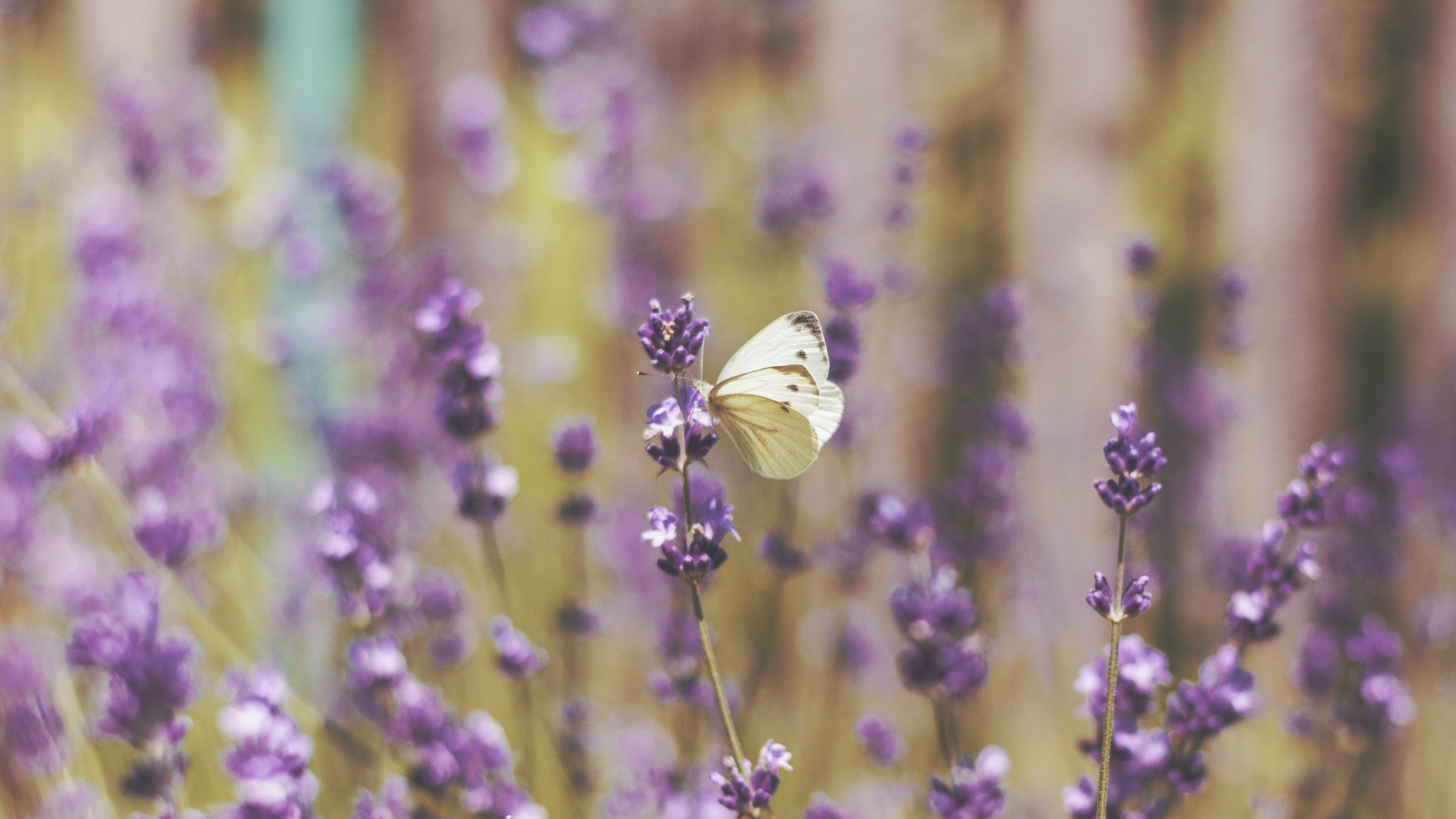 Lavender Butterfly Wallpapers - Top Free Lavender Butterfly Backgrounds ...