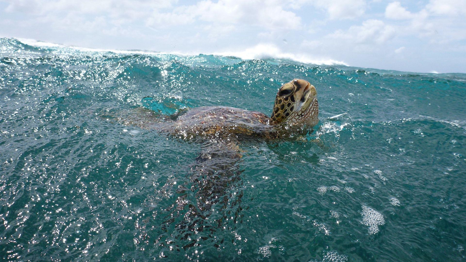 1920X1080 HD Ocean Wallpapers - Top Free 1920X1080 HD Ocean Backgrounds ...