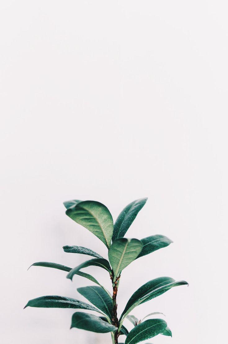 Simple Plant Aesthetic Wallpapers - Top Free Simple Plant Aesthetic ...
