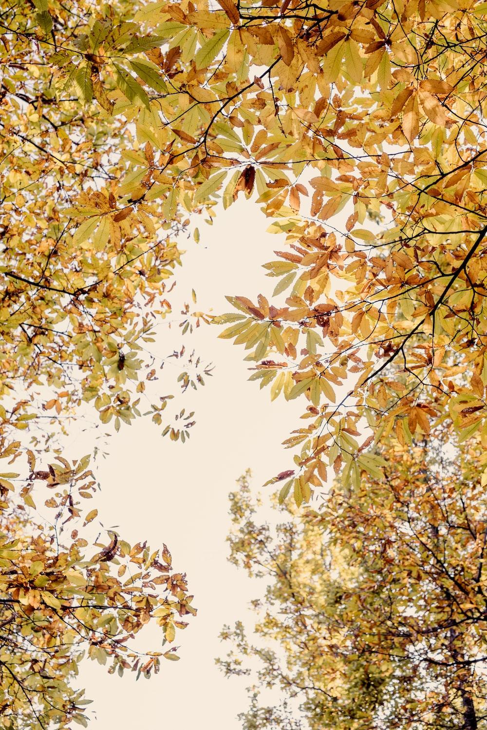 Girly Fall Wallpapers - Top Free Girly Fall Backgrounds - WallpaperAccess