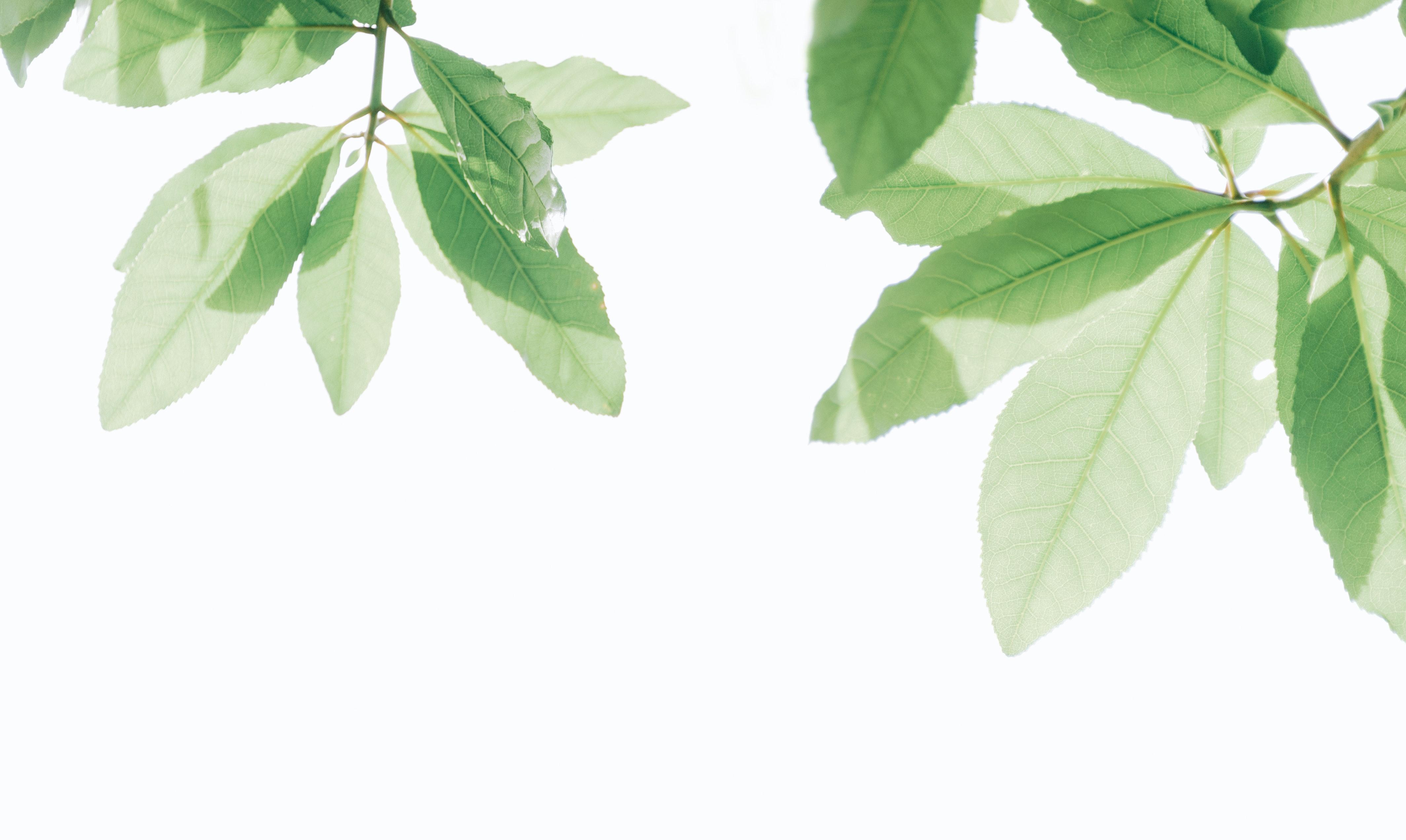 Green Leaf Desktop Wallpapers - Top Free Green Leaf Desktop Backgrounds ...