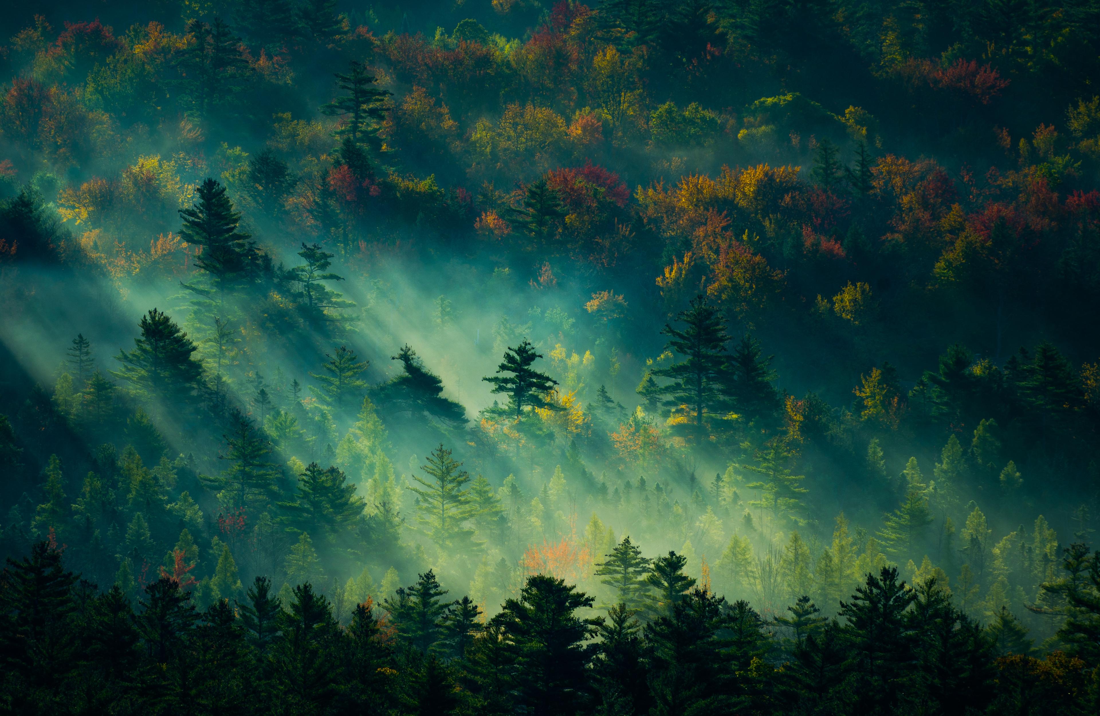 4K Conifer Forest Wallpapers - Top Free 4K Conifer Forest Backgrounds ...