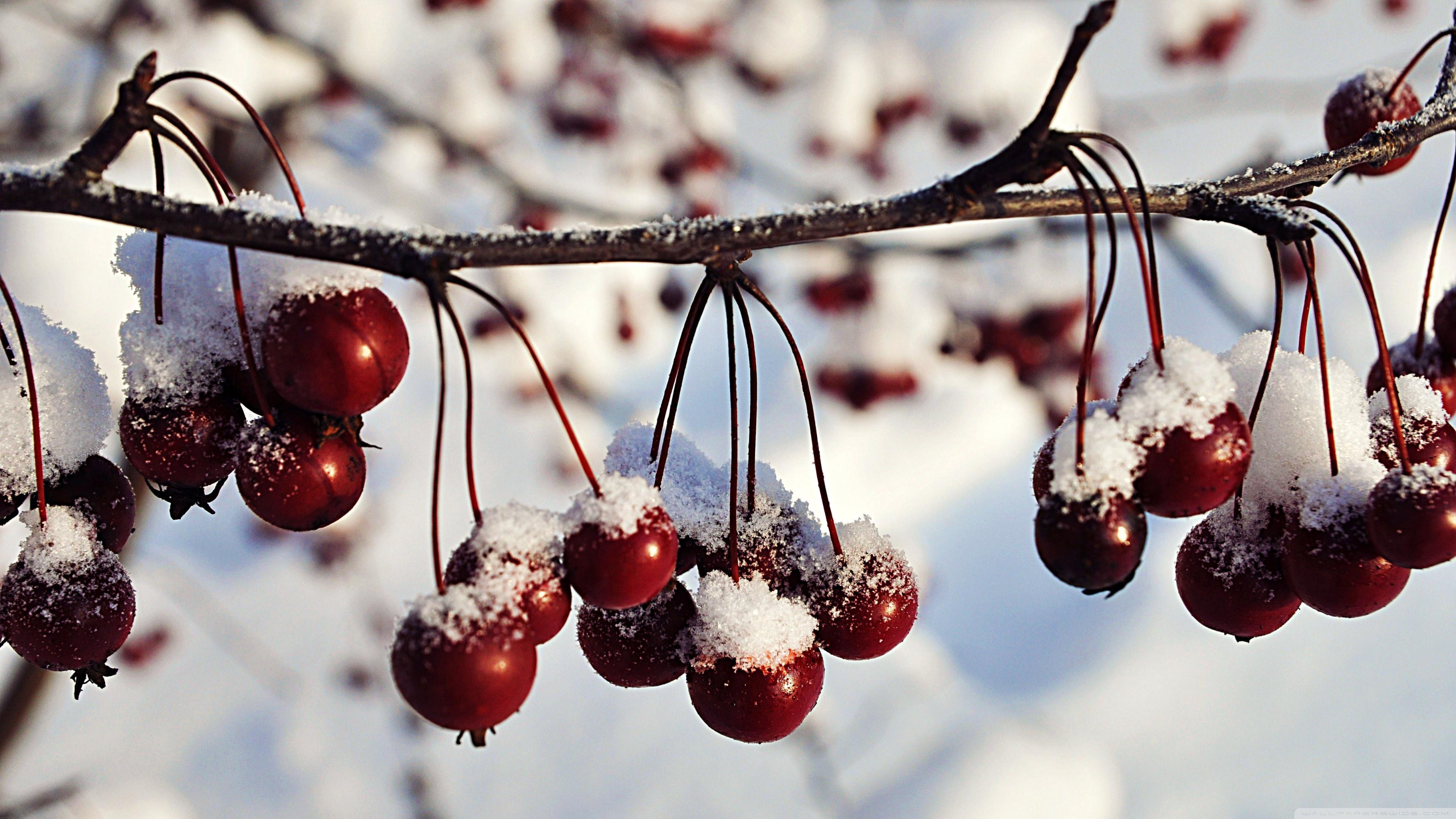 Winter Red Wallpapers - Top Free Winter Red Backgrounds - WallpaperAccess