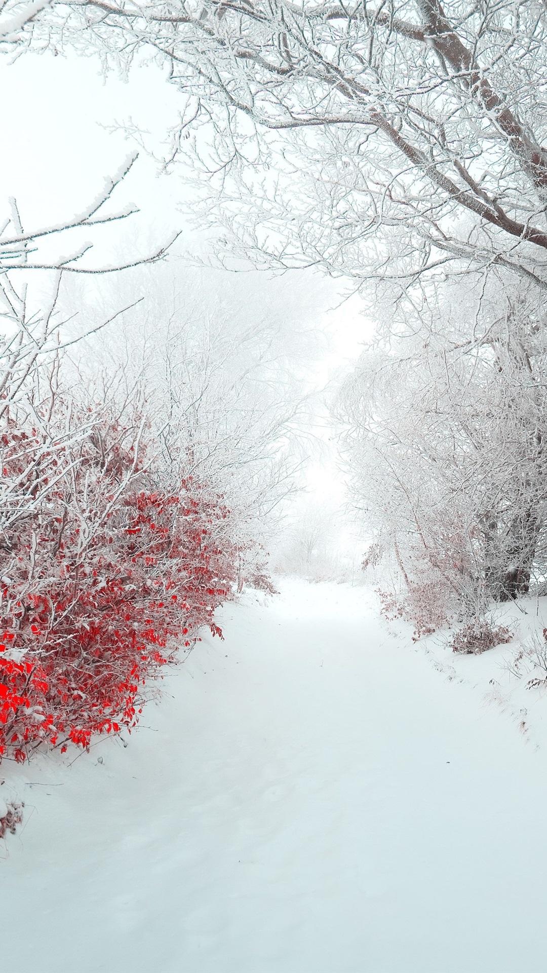 Winter Red Wallpapers - Top Free Winter Red Backgrounds - WallpaperAccess