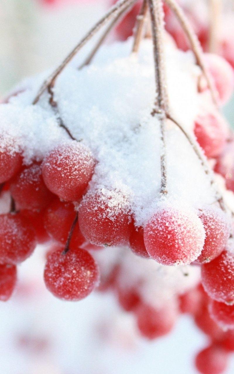 Winter Red Wallpapers - Top Free Winter Red Backgrounds - WallpaperAccess