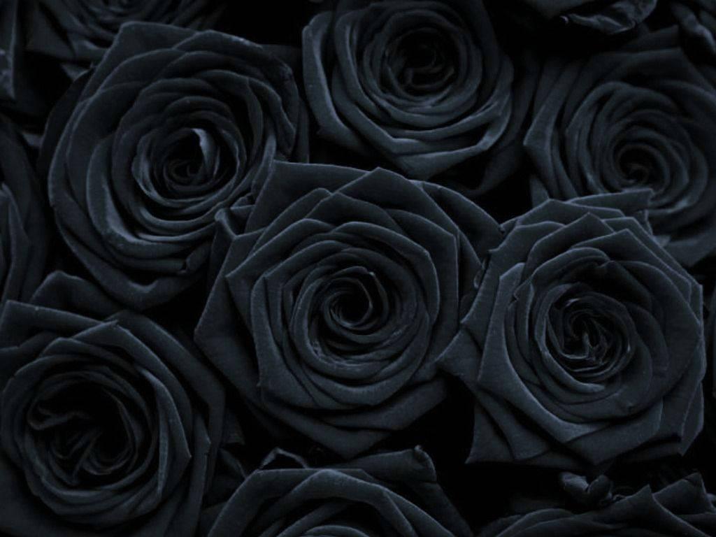 Gothic Rose Wallpapers - Top Free Gothic Rose Backgrounds - WallpaperAccess