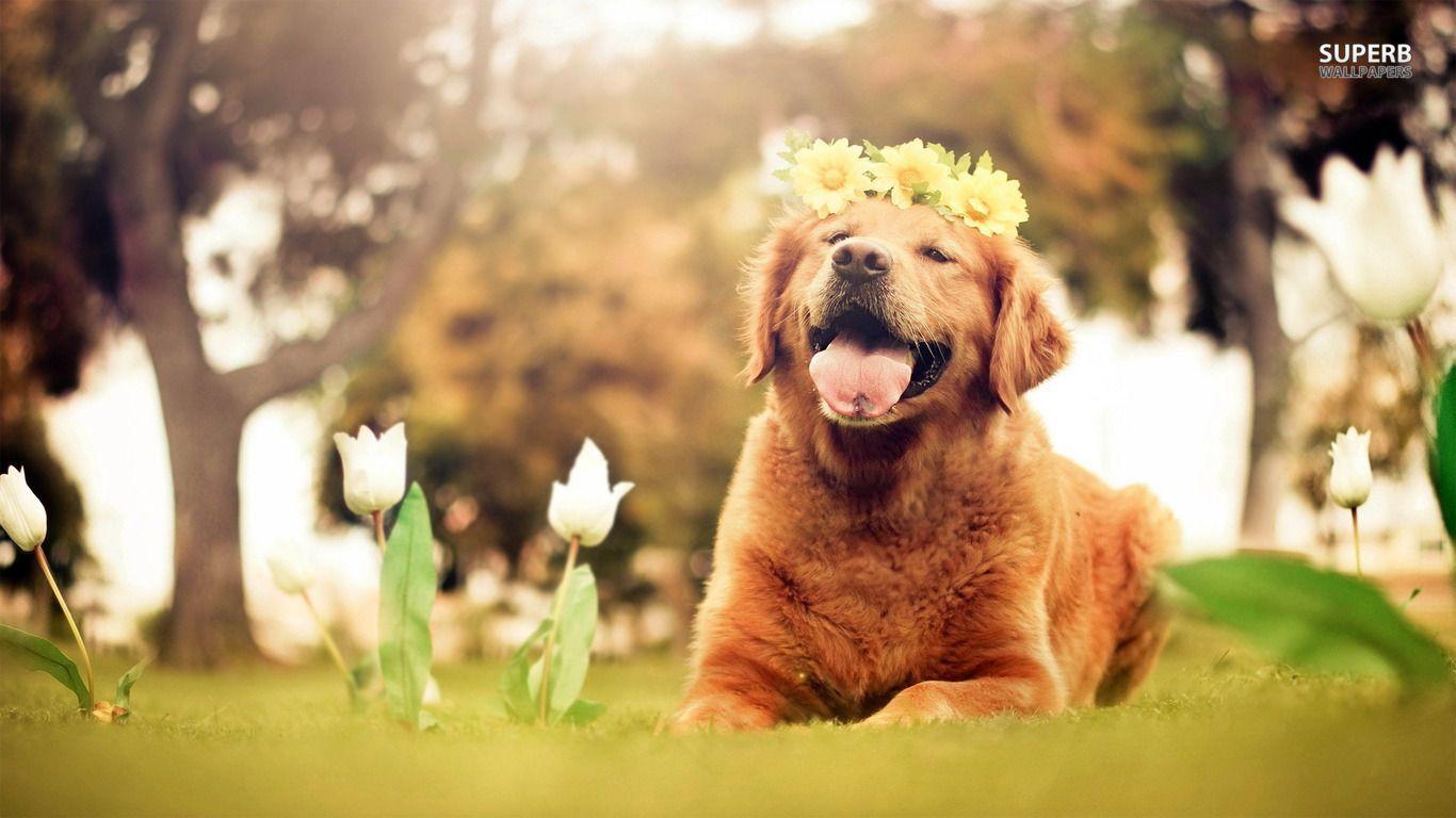 Cute Easter Dog Wallpapers - Top Free Cute Easter Dog Backgrounds ...