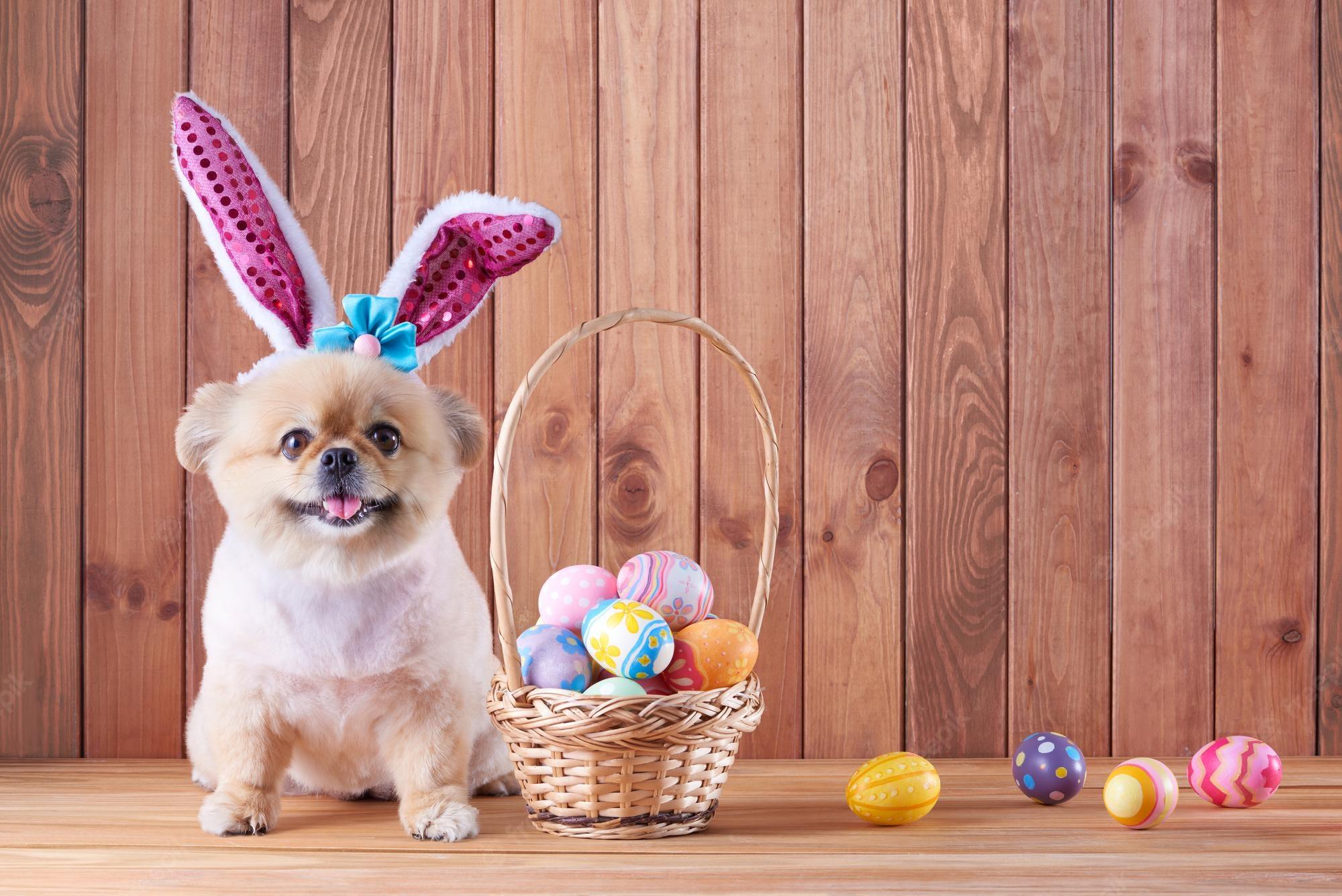 Cute Easter Dog Wallpapers - Top Free Cute Easter Dog Backgrounds ...