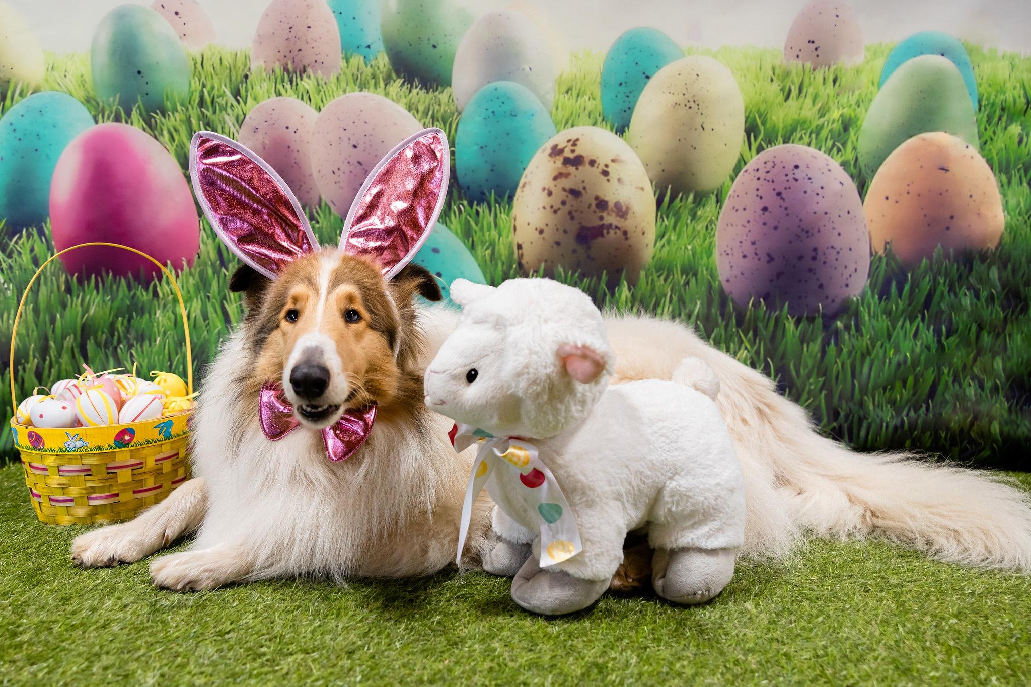 Cute Easter Dog Wallpapers - Top Free Cute Easter Dog Backgrounds ...