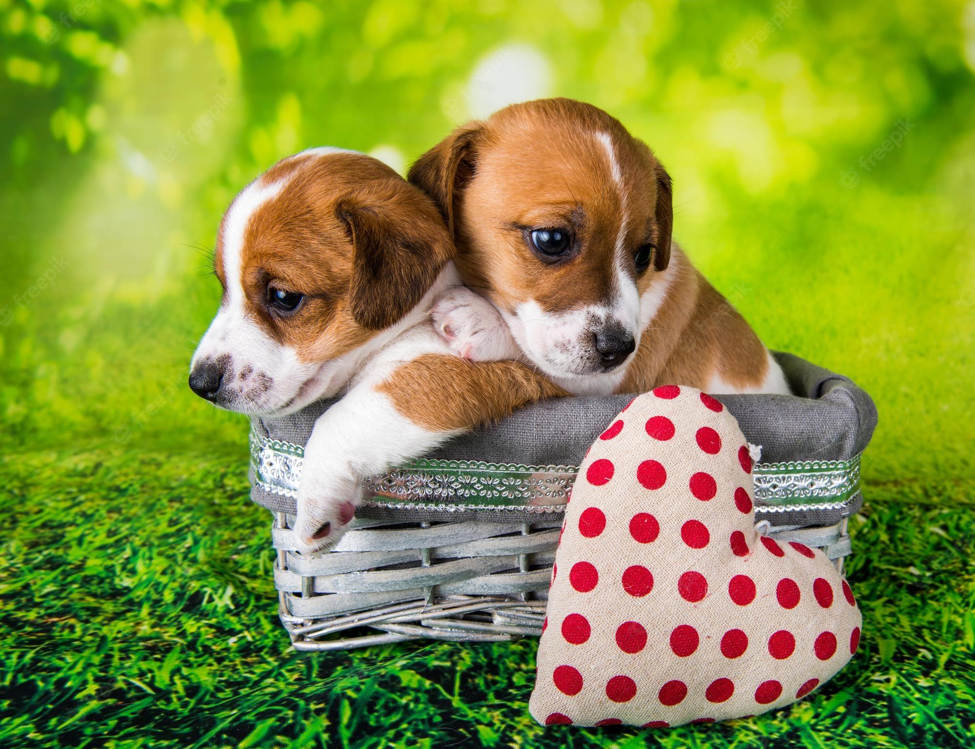 Cute Easter Dog Wallpapers - Top Free Cute Easter Dog Backgrounds ...