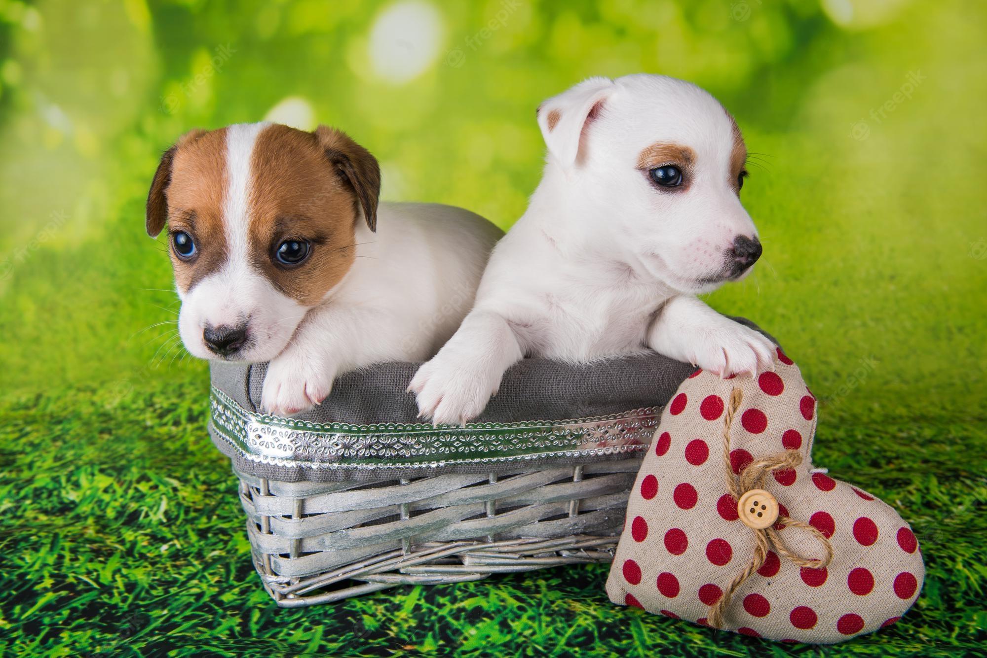 Cute Easter Dog Wallpapers - Top Free Cute Easter Dog Backgrounds ...