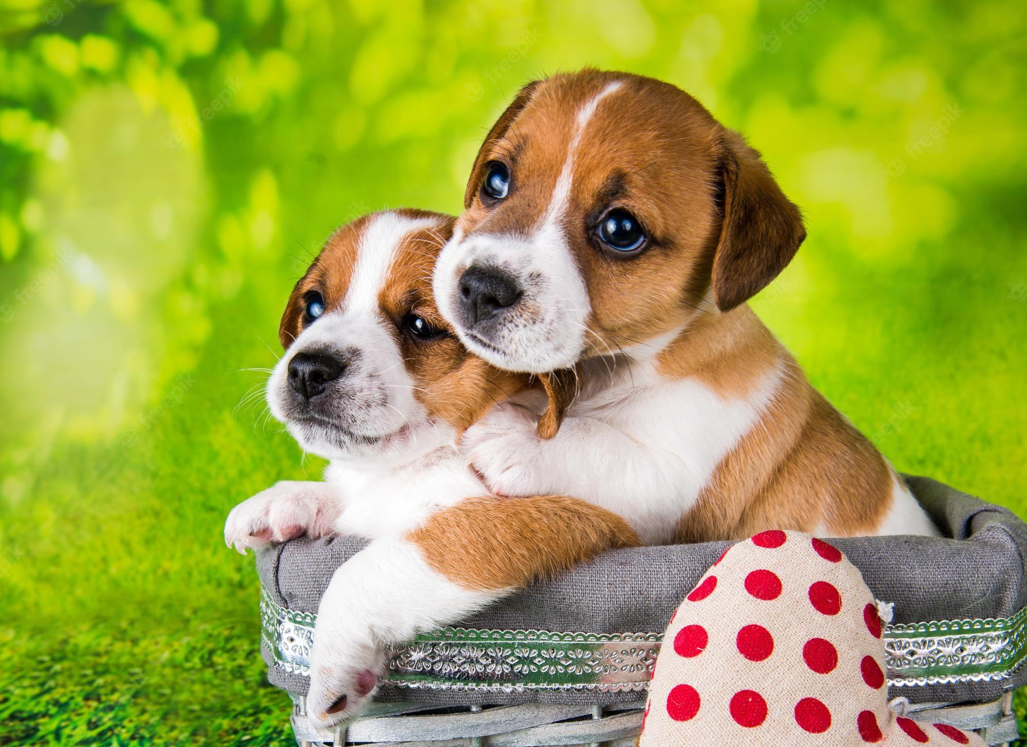 Cute Easter Dog Wallpapers - Top Free Cute Easter Dog Backgrounds ...