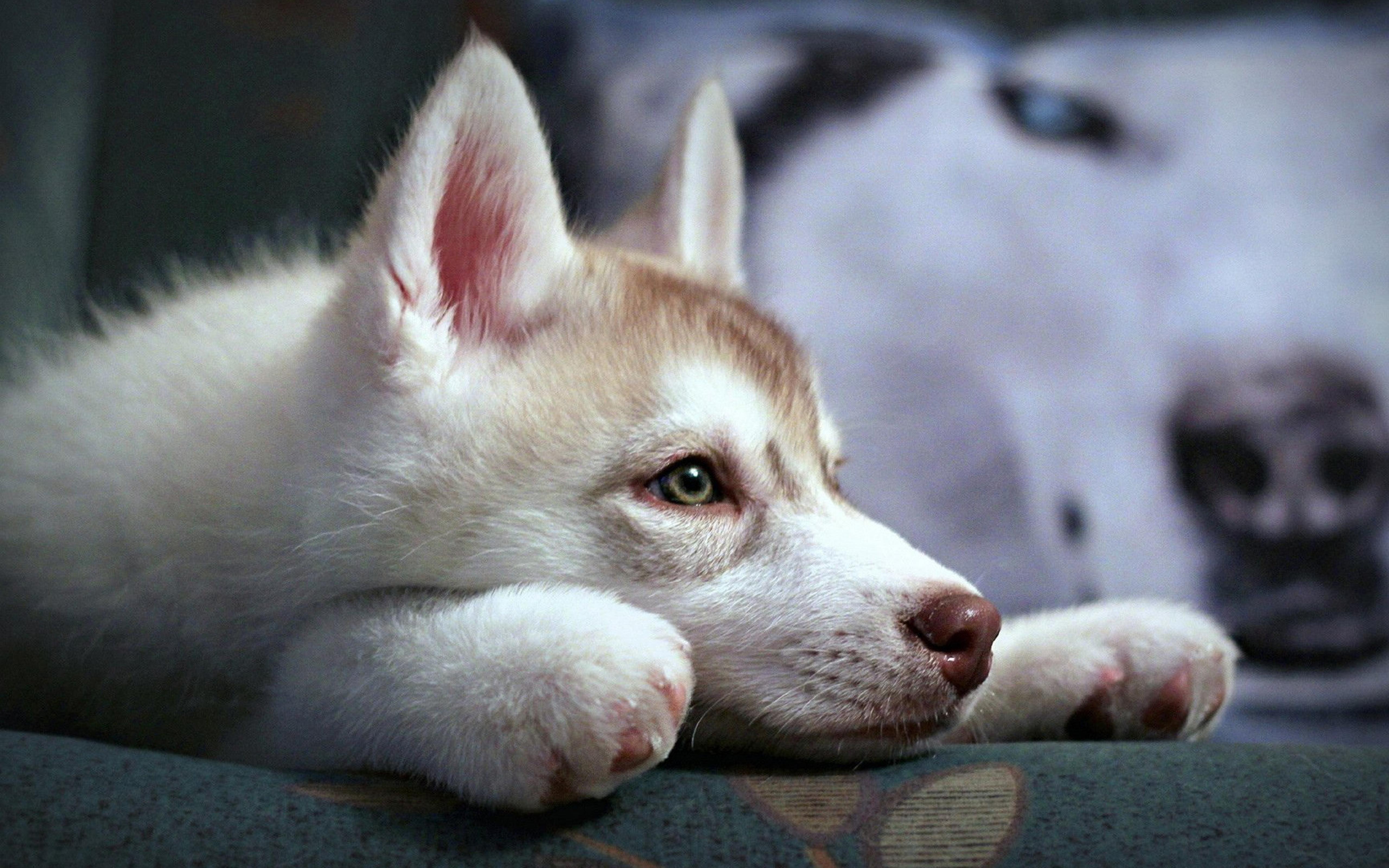 Cute Baby Husky Wallpapers - Top Free Cute Baby Husky Backgrounds ...