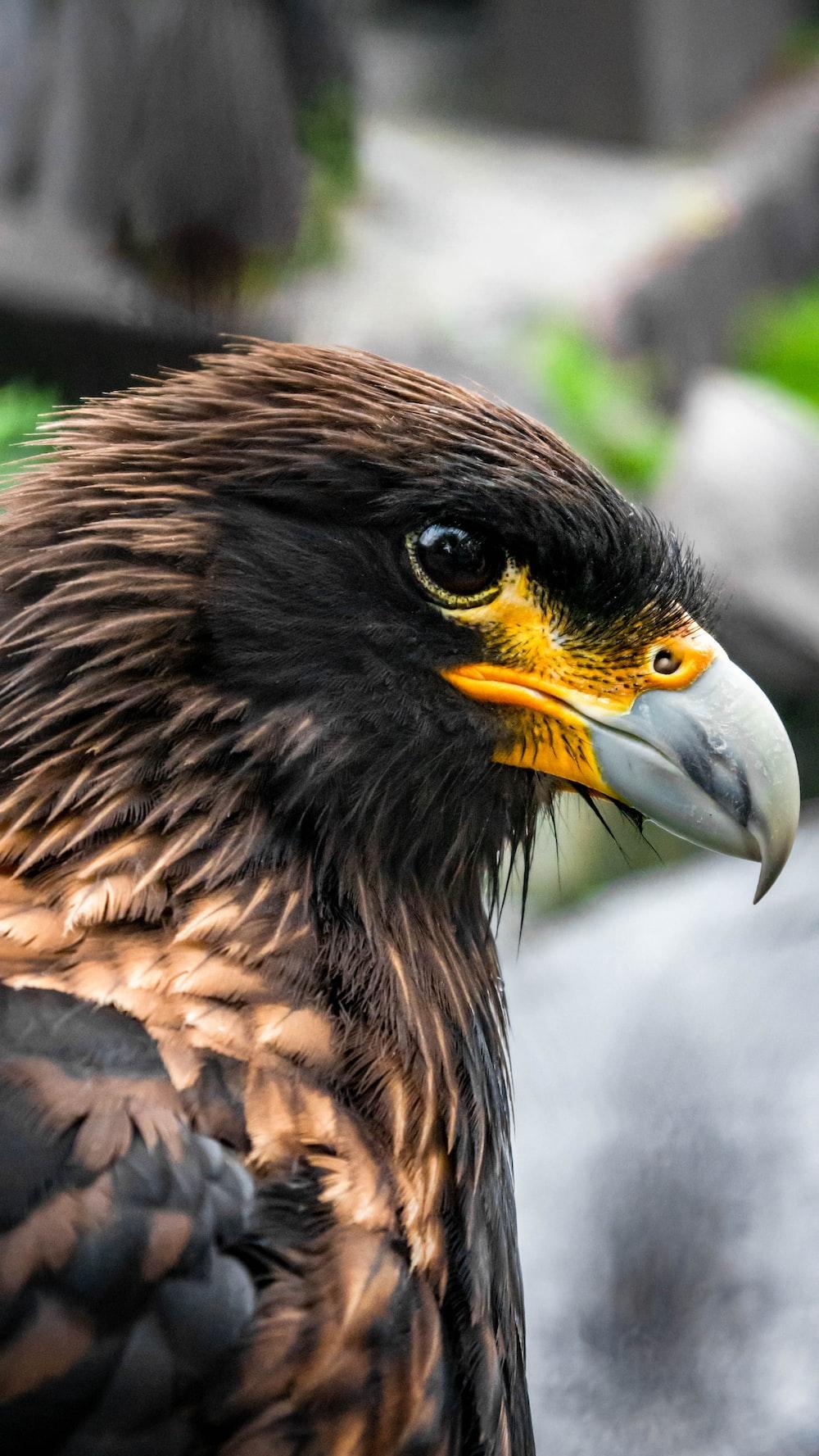 Golden Eagle HD Wallpapers - Top Free Golden Eagle HD Backgrounds - WallpaperAccess