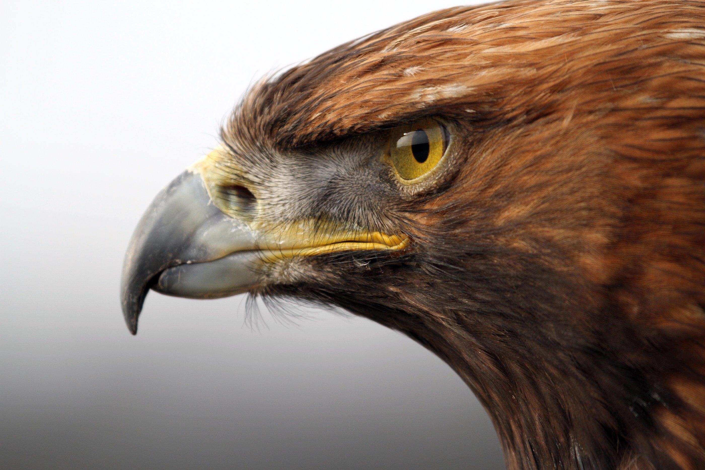 Golden Eagle HD Wallpapers - Top Free Golden Eagle HD Backgrounds ...