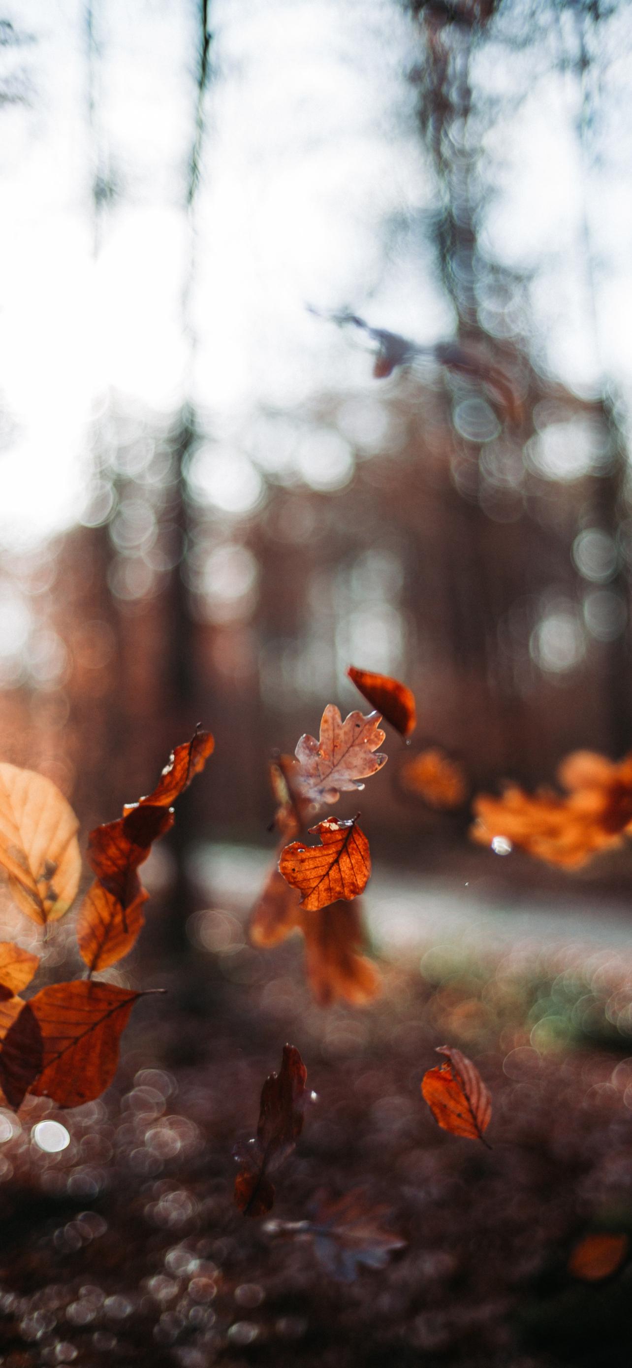 Fall Leaves Aesthetic Wallpapers - Top Free Fall Leaves Aesthetic ...