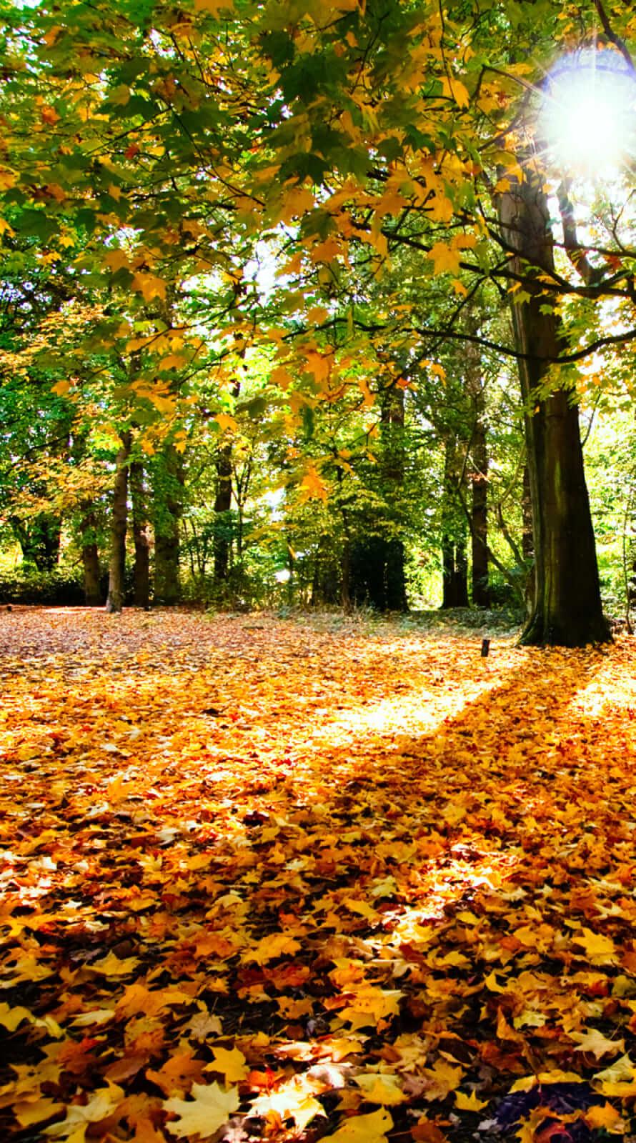 Autumn iPhone 11 Wallpapers - Top Free Autumn iPhone 11 Backgrounds ...