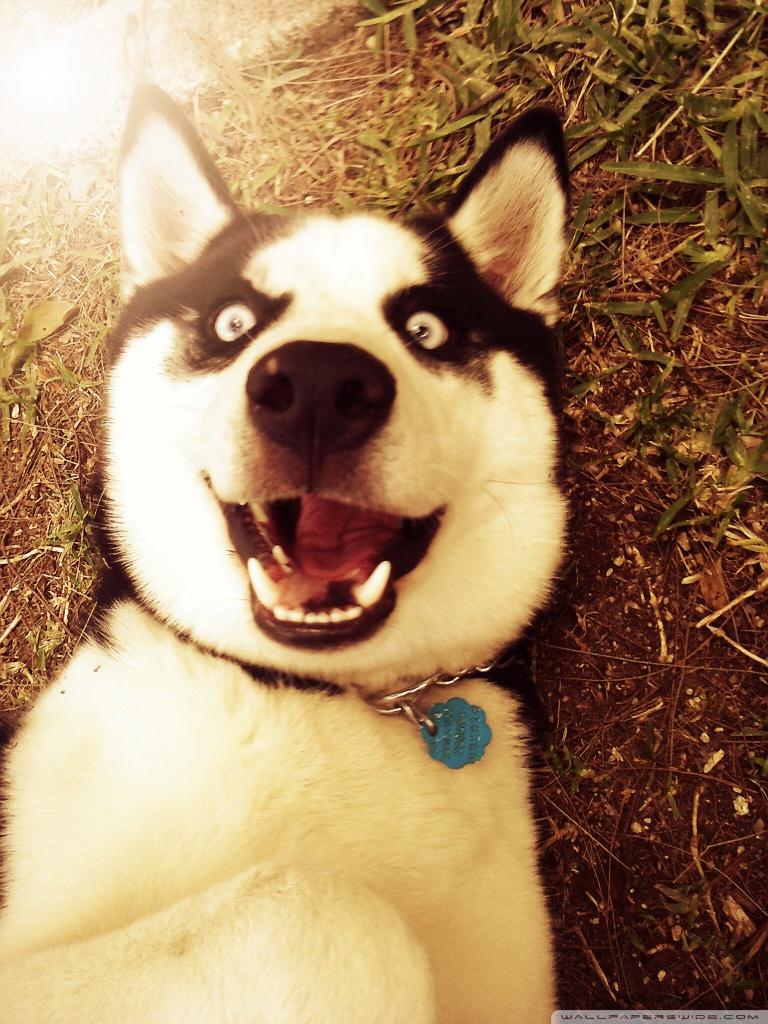 Funny Husky Wallpapers - Top Free Funny Husky Backgrounds - WallpaperAccess