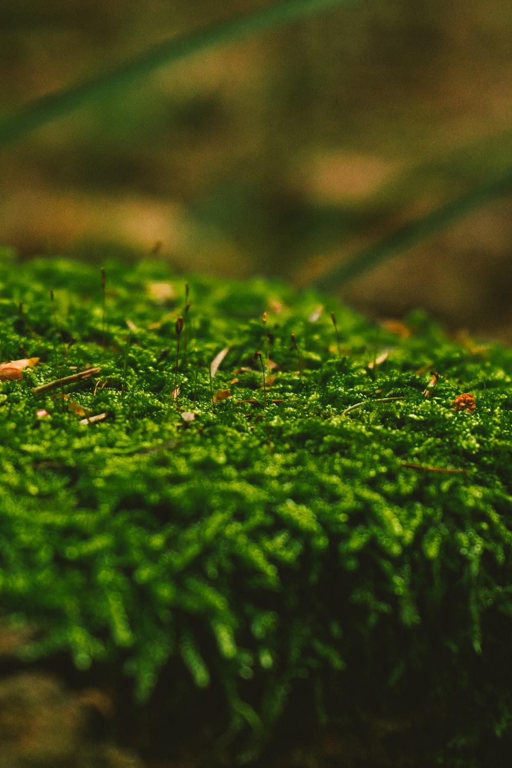 Zlatibor Wallpapers - Top Free Zlatibor Backgrounds - WallpaperAccess