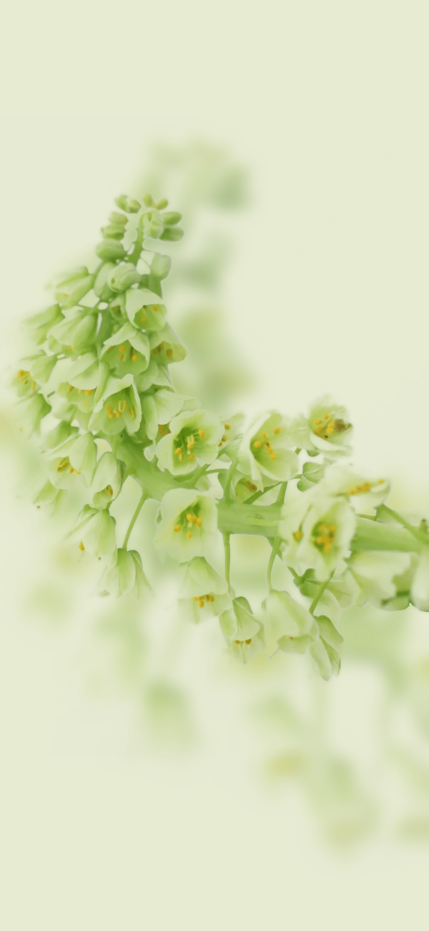 Android 12 Wallpapers - Top Free Android 12 Backgrounds - WallpaperAccess