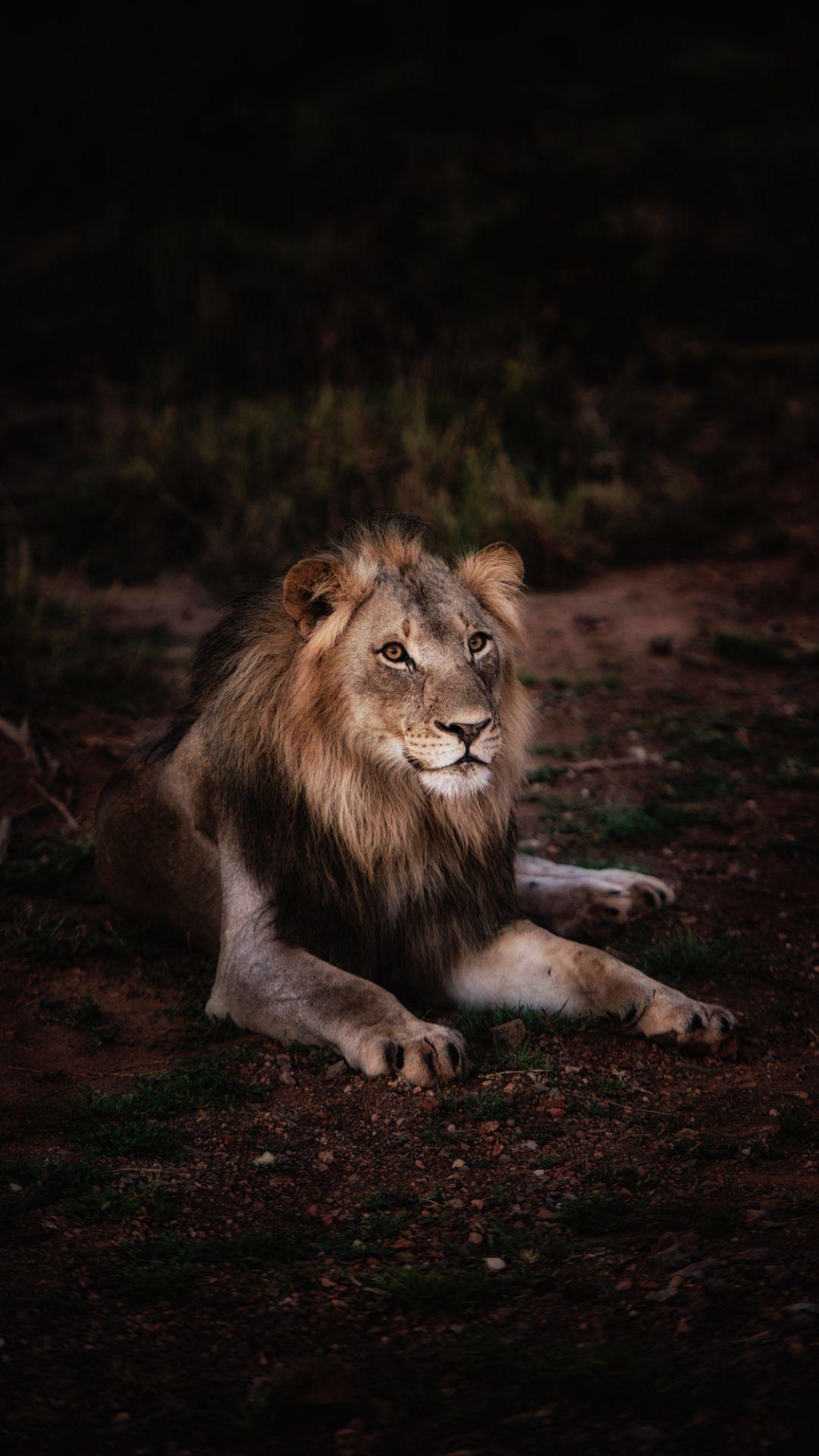 Danger Lion Wallpapers - Top Free Danger Lion Backgrounds - WallpaperAccess