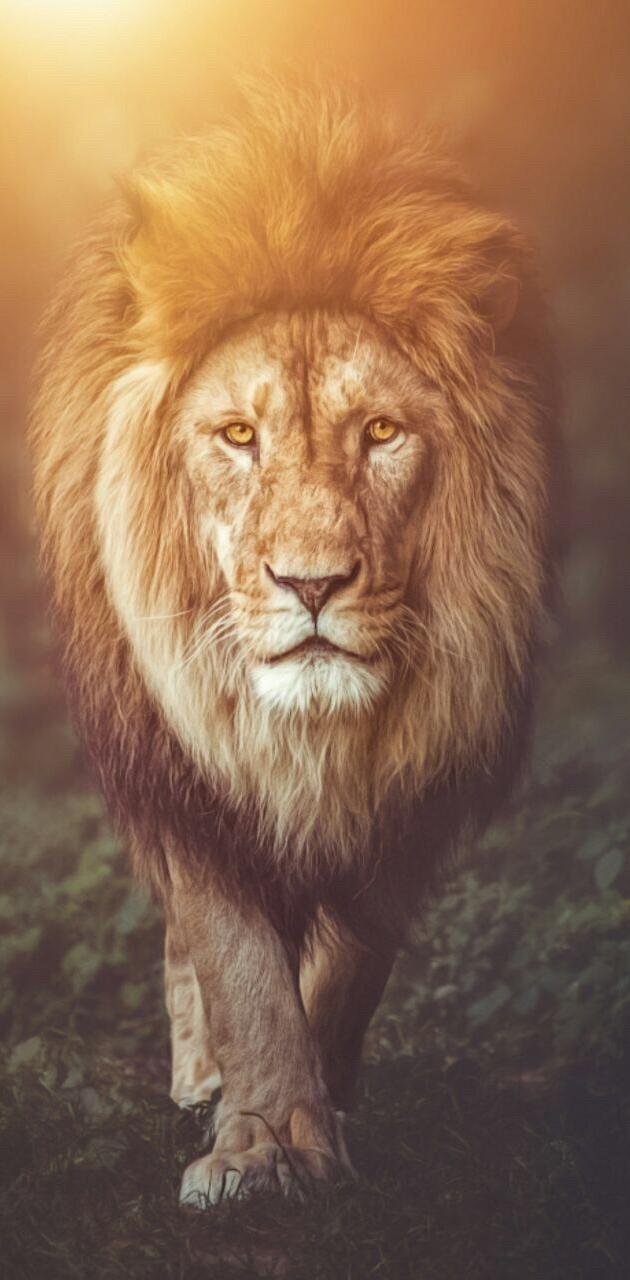 Danger Lion Wallpapers - Top Free Danger Lion Backgrounds - WallpaperAccess