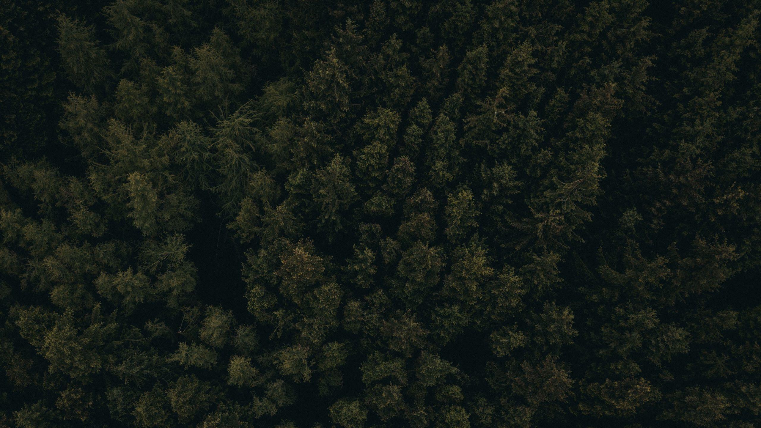 Aerial Forest Wallpapers - Top Free Aerial Forest Backgrounds ...