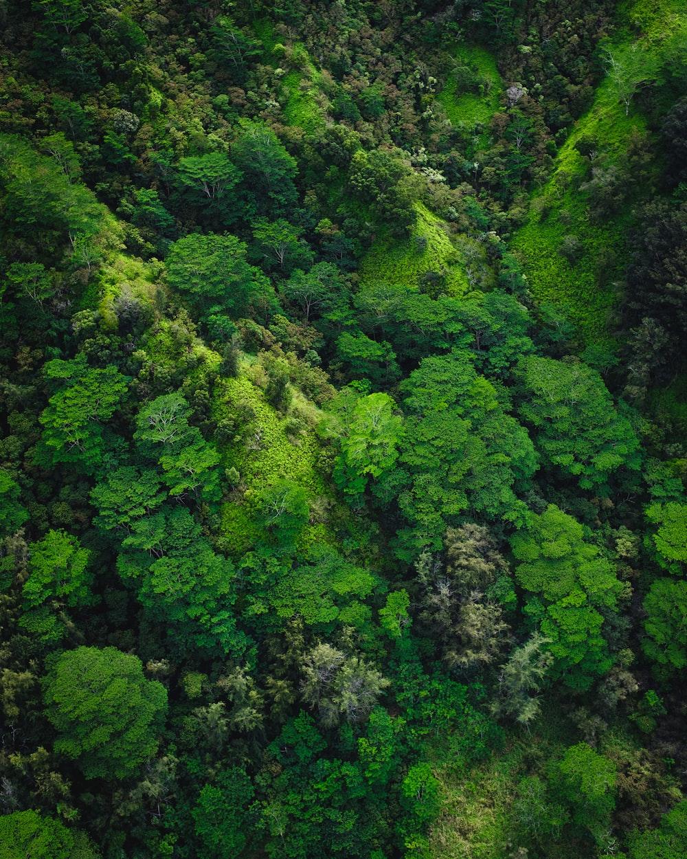 Aerial Forest Wallpapers - Top Free Aerial Forest Backgrounds ...