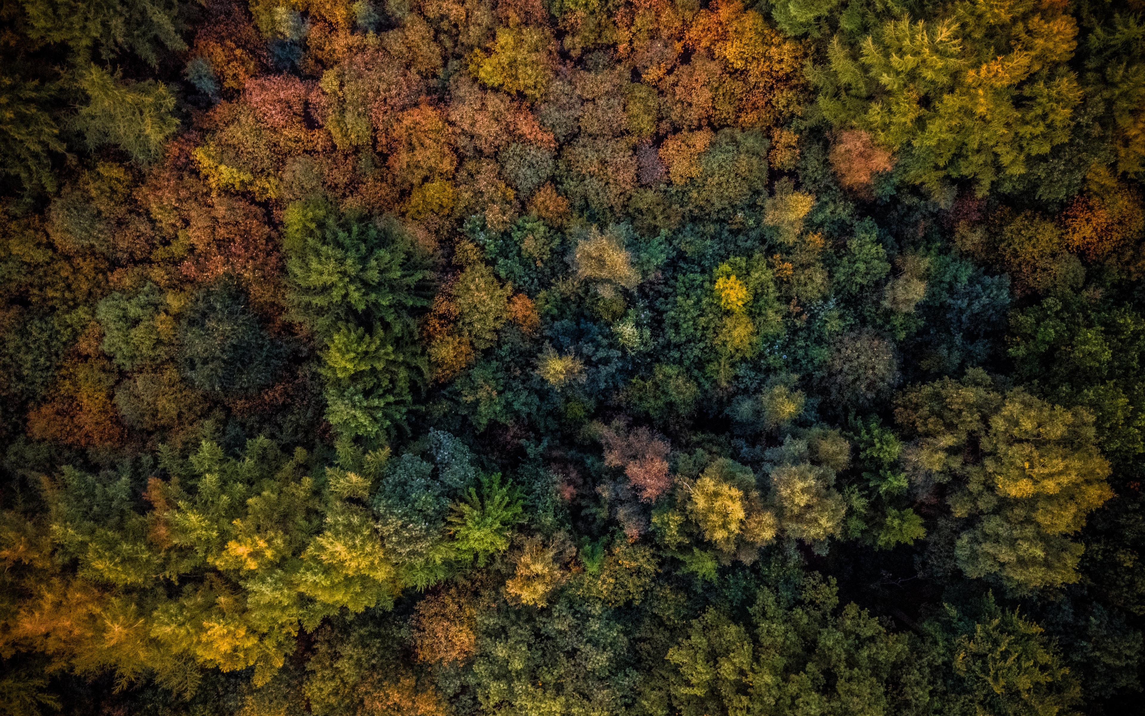 Aerial Forest Wallpapers - Top Free Aerial Forest Backgrounds ...