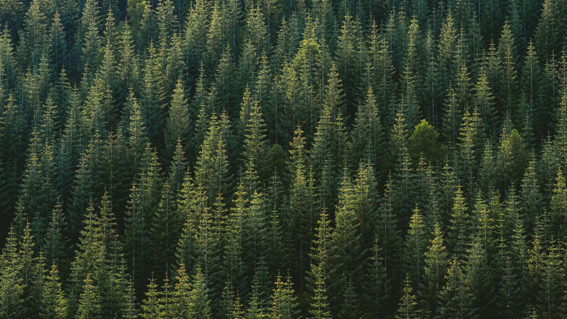 Aerial Forest Wallpapers - Top Free Aerial Forest Backgrounds ...