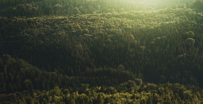 Aerial Forest Wallpapers - Top Free Aerial Forest Backgrounds ...
