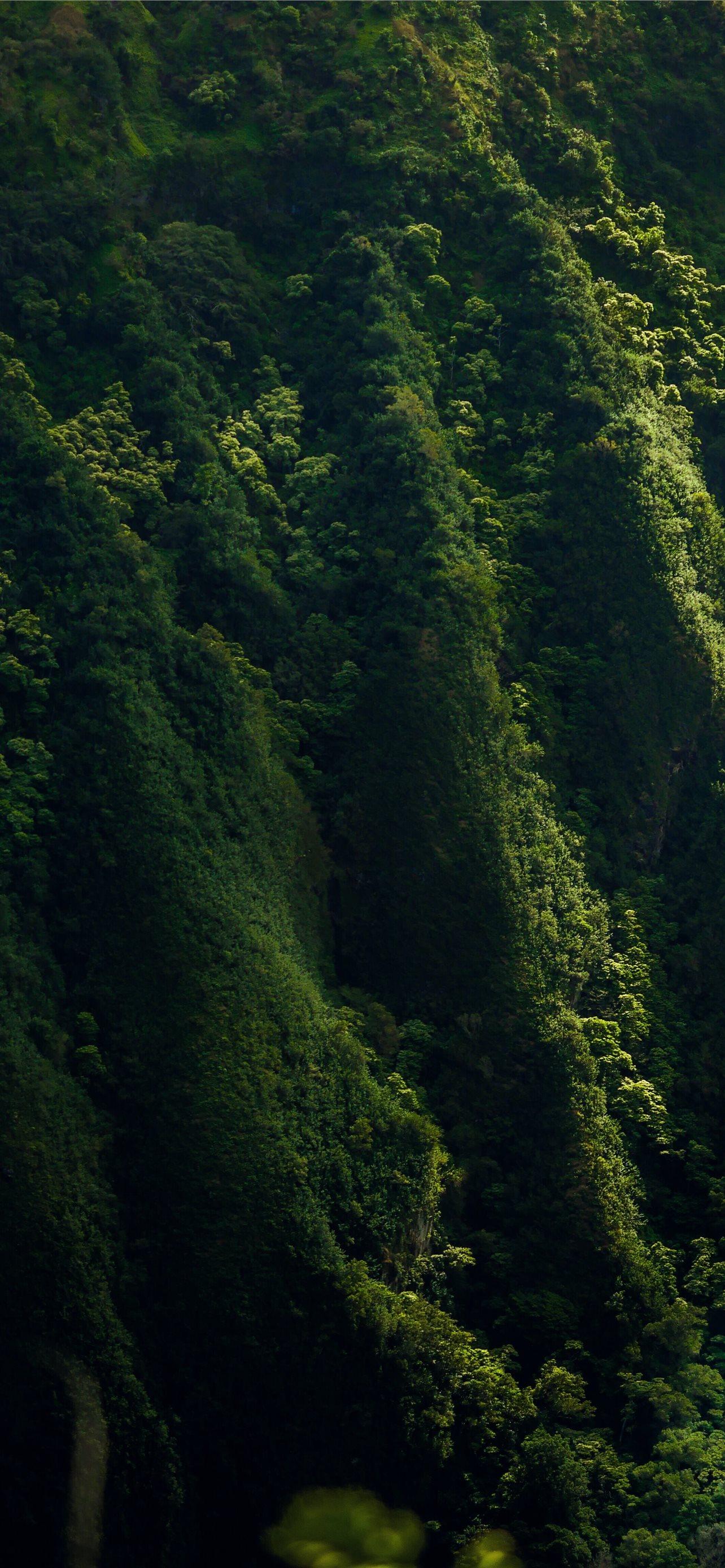 Aerial Forest Wallpapers - Top Free Aerial Forest Backgrounds ...