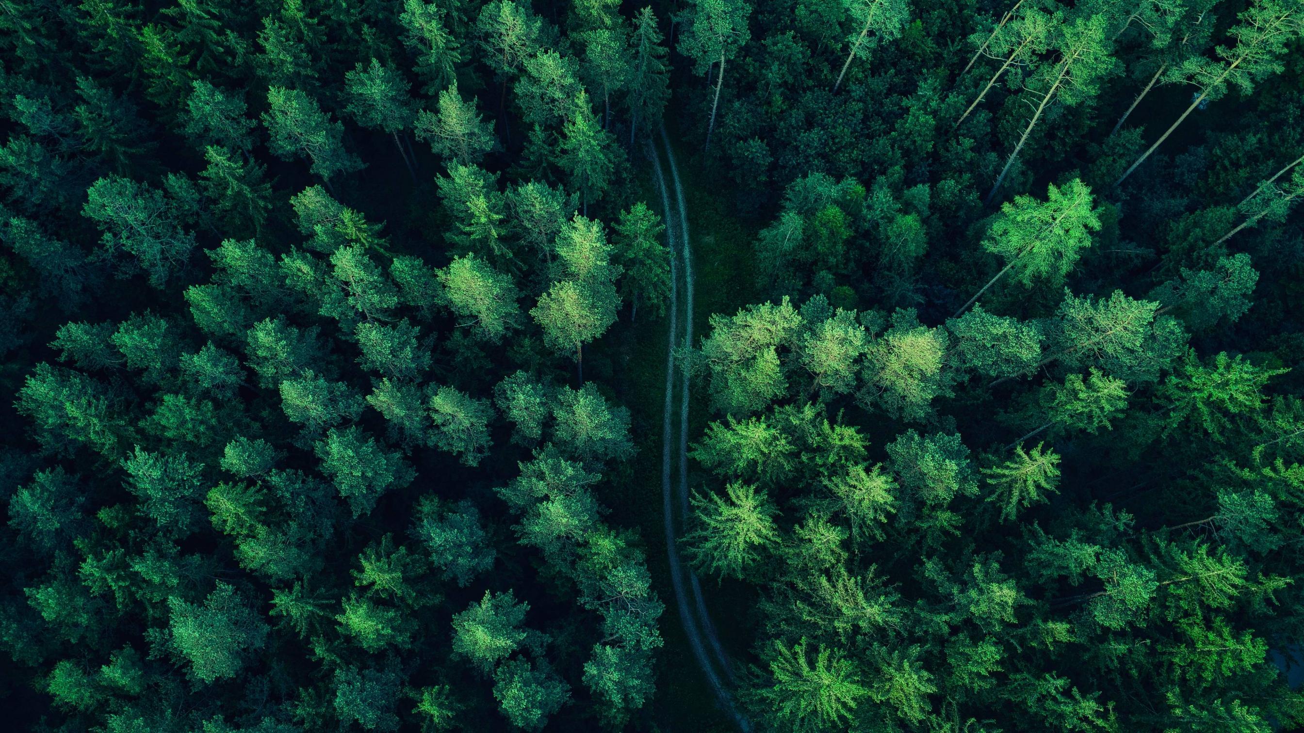 Aerial Forest Wallpapers - Top Free Aerial Forest Backgrounds ...