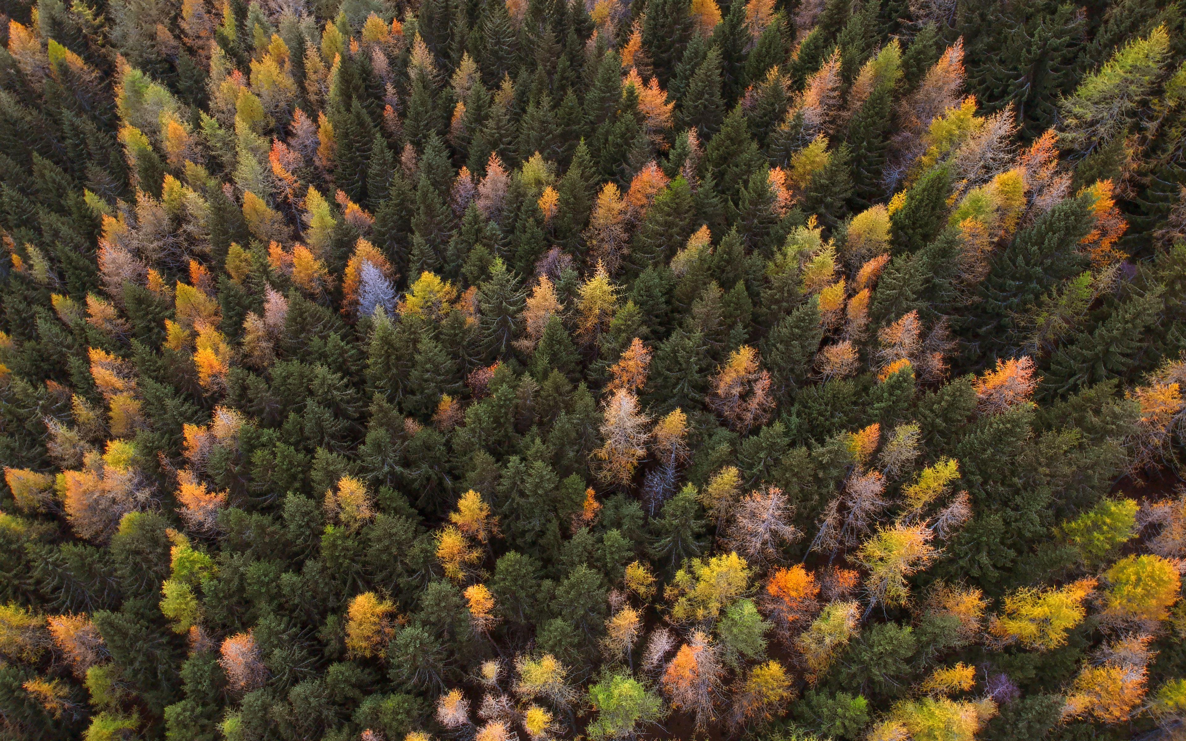 Aerial Forest Wallpapers - Top Free Aerial Forest Backgrounds ...