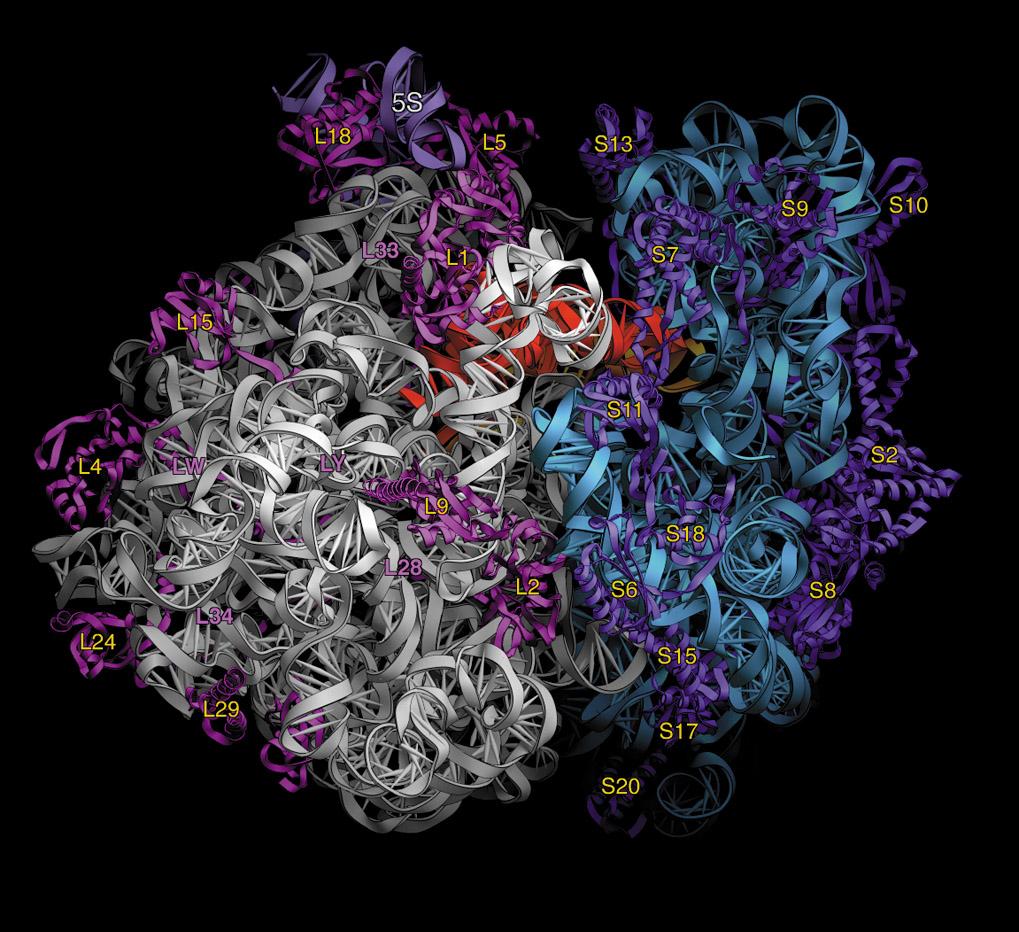 Ribosome Wallpapers - Top Free Ribosome Backgrounds - WallpaperAccess