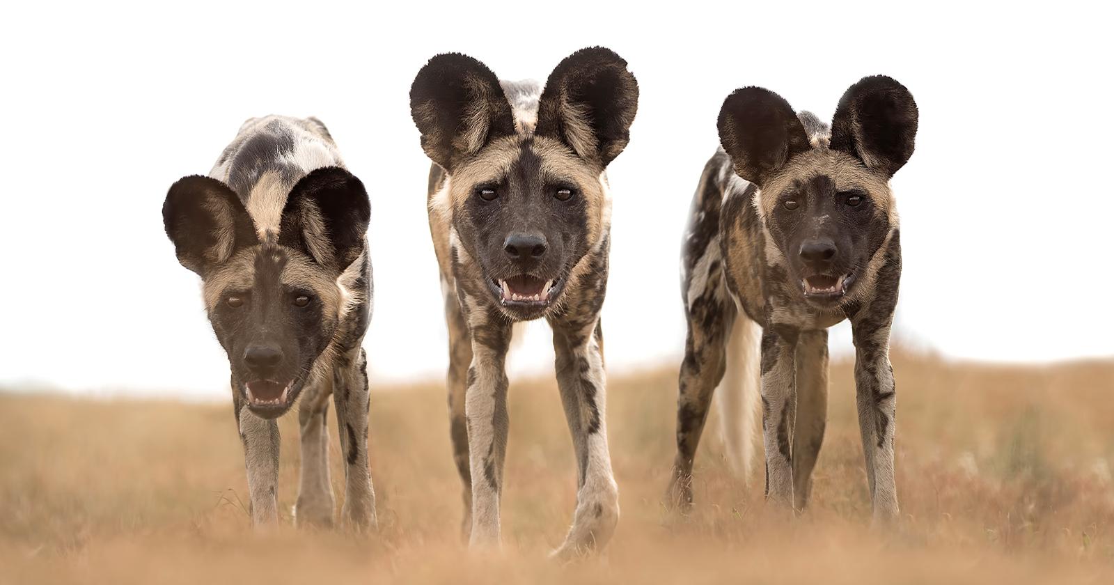 African Wild Dog Wallpapers - Top Free African Wild Dog Backgrounds ...