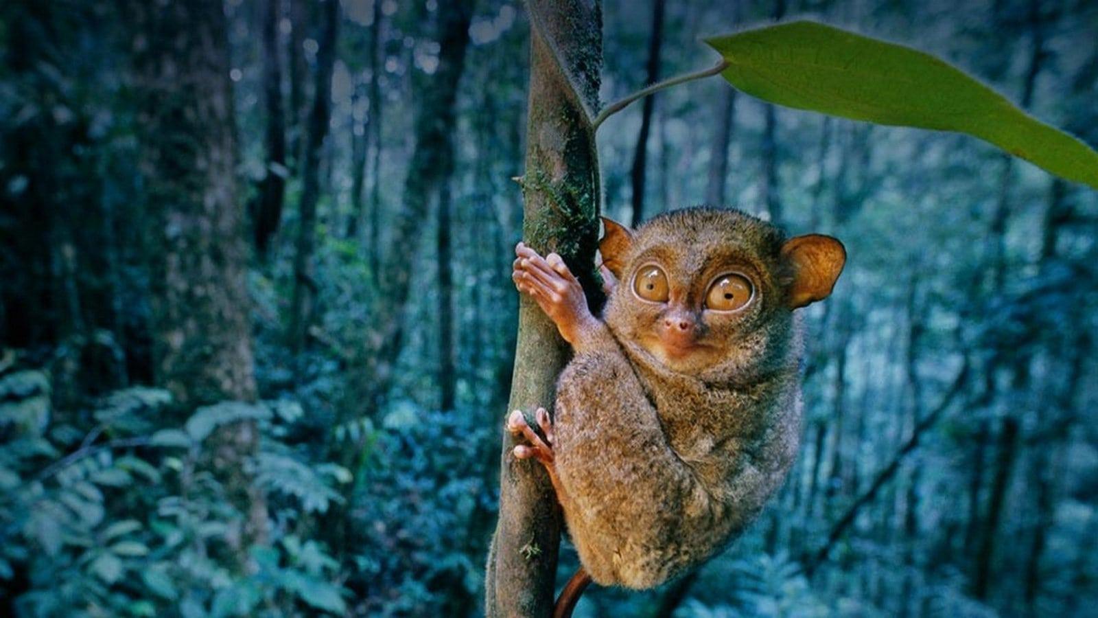 Tarsier Wallpapers - Top Free Tarsier Backgrounds - WallpaperAccess