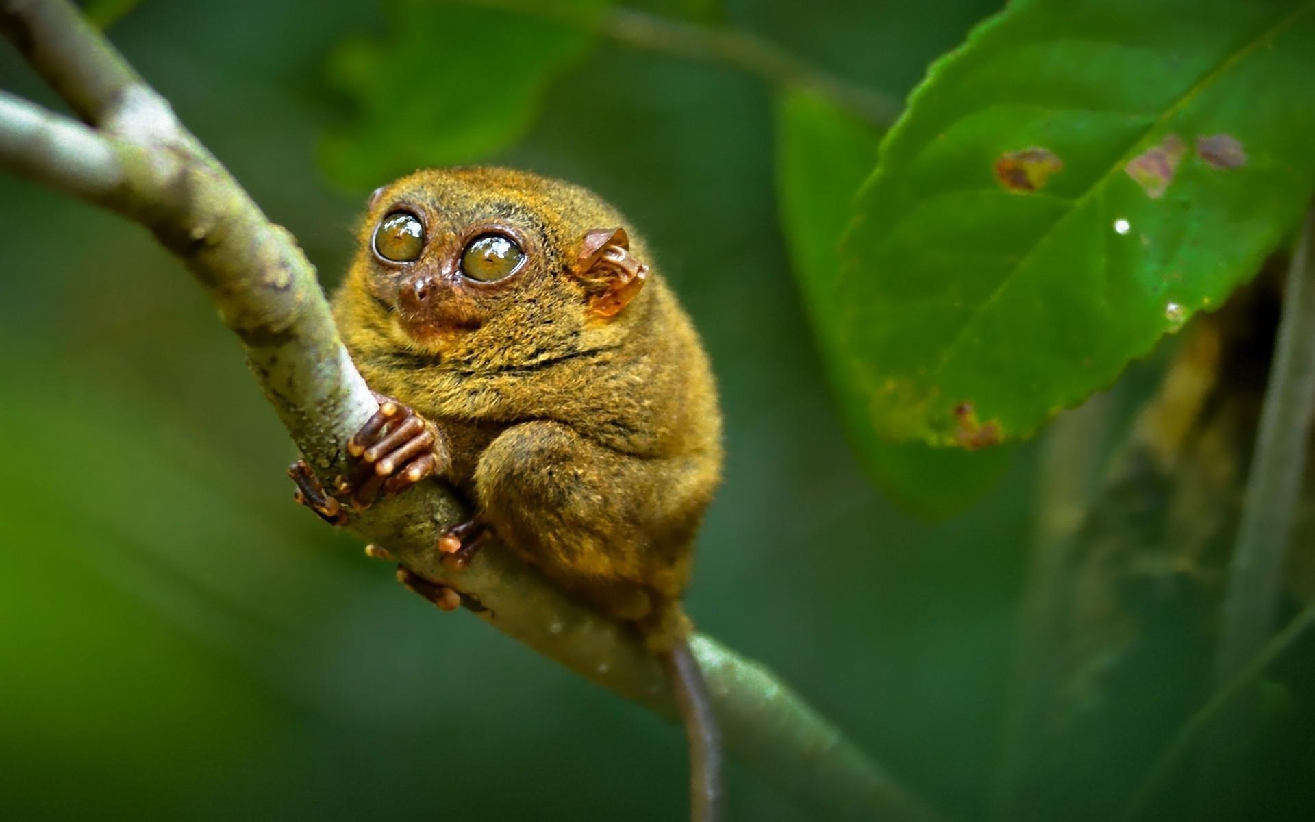 Tarsier Wallpapers - Top Free Tarsier Backgrounds - WallpaperAccess