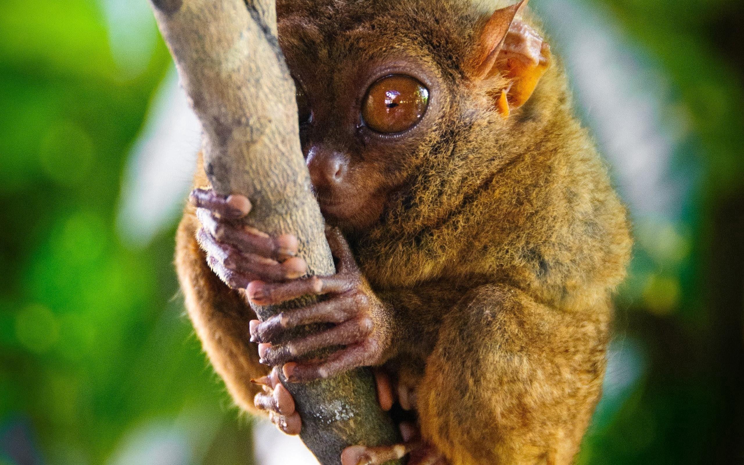 Tarsier Wallpapers - Top Free Tarsier Backgrounds - WallpaperAccess