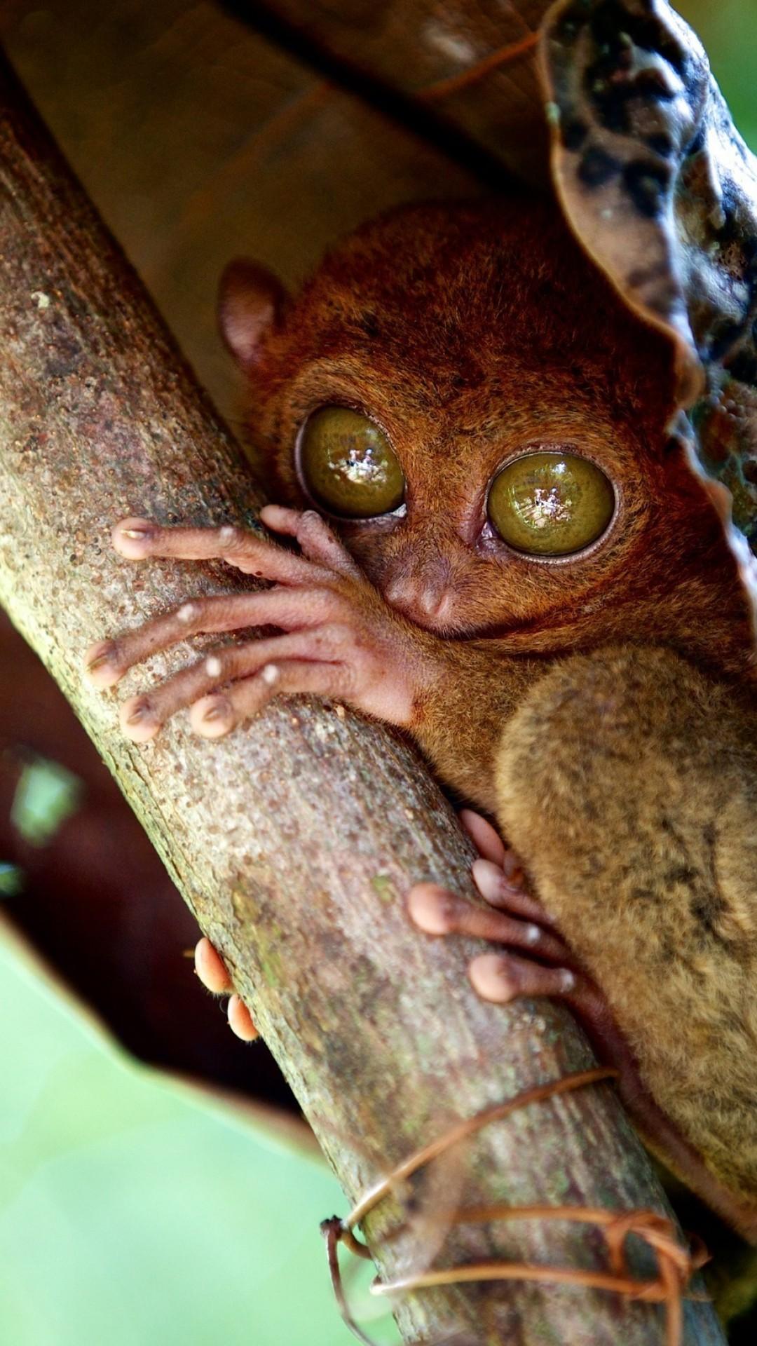 Tarsier Wallpapers - Top Free Tarsier Backgrounds - WallpaperAccess