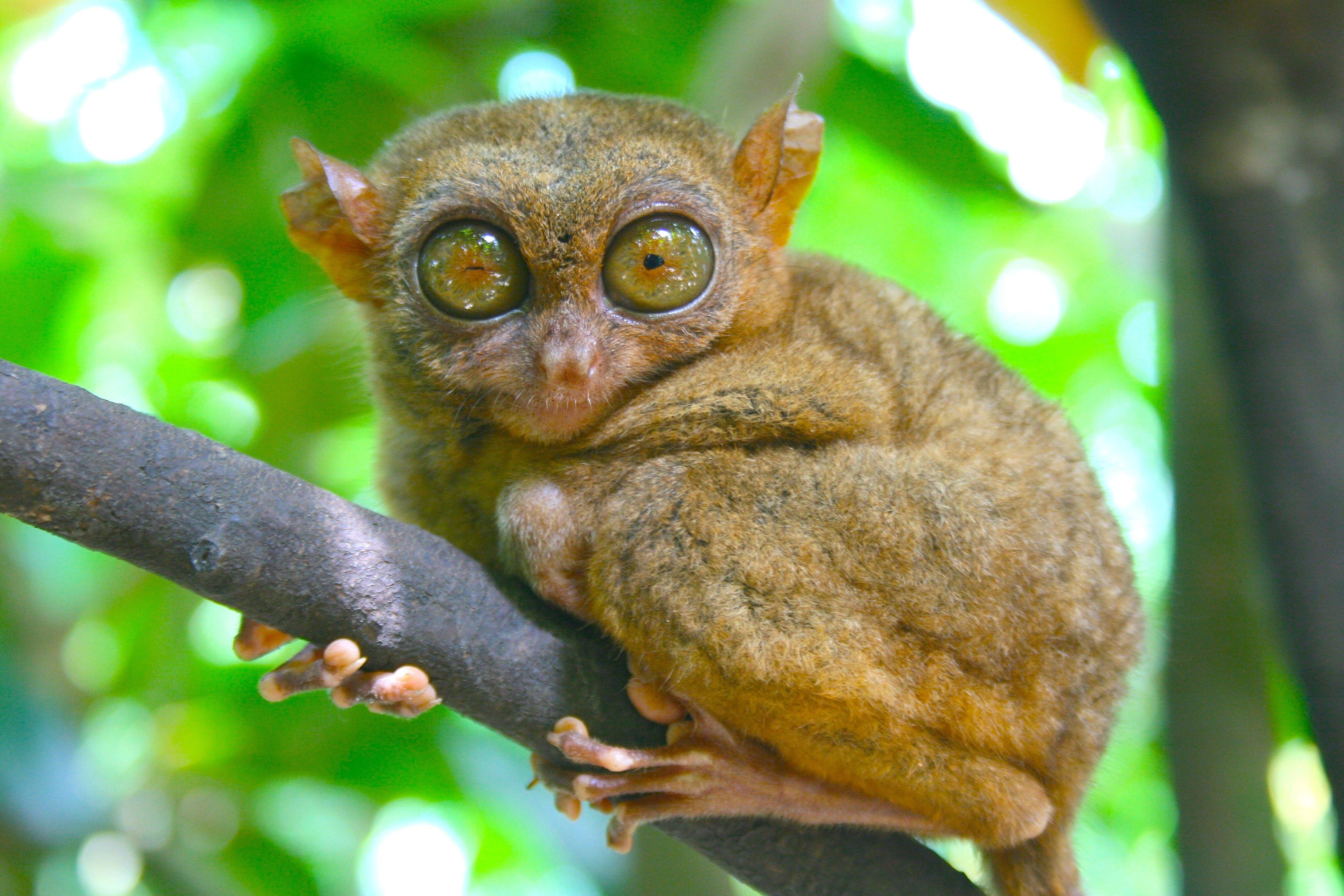Tarsier Wallpapers - Top Free Tarsier Backgrounds - WallpaperAccess