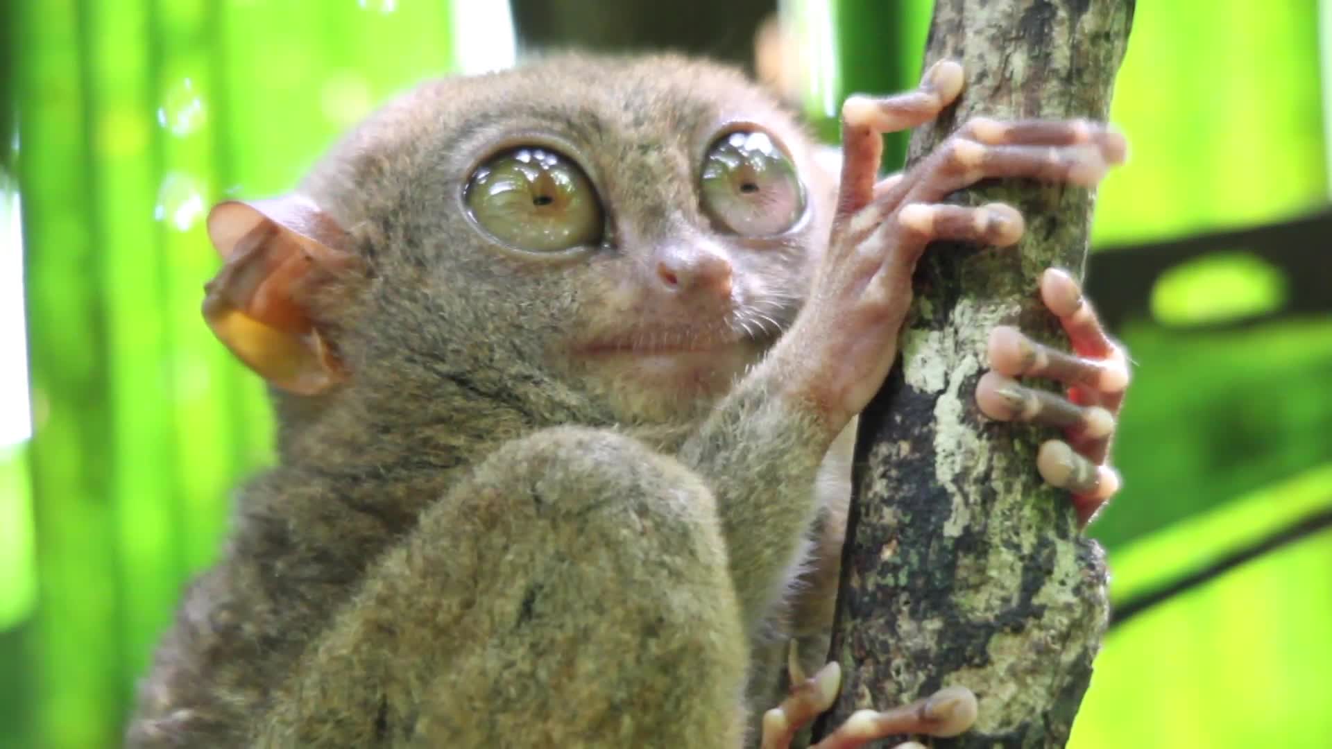 Tarsier Wallpapers - Top Free Tarsier Backgrounds - WallpaperAccess
