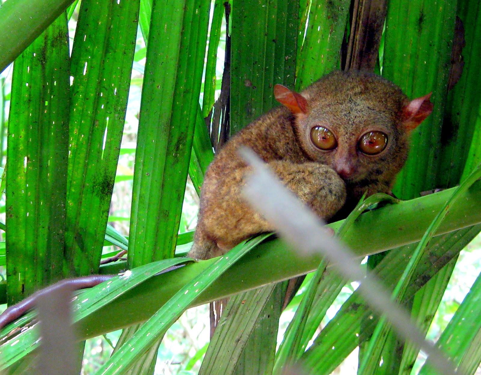 Tarsier Wallpapers - Top Free Tarsier Backgrounds - WallpaperAccess