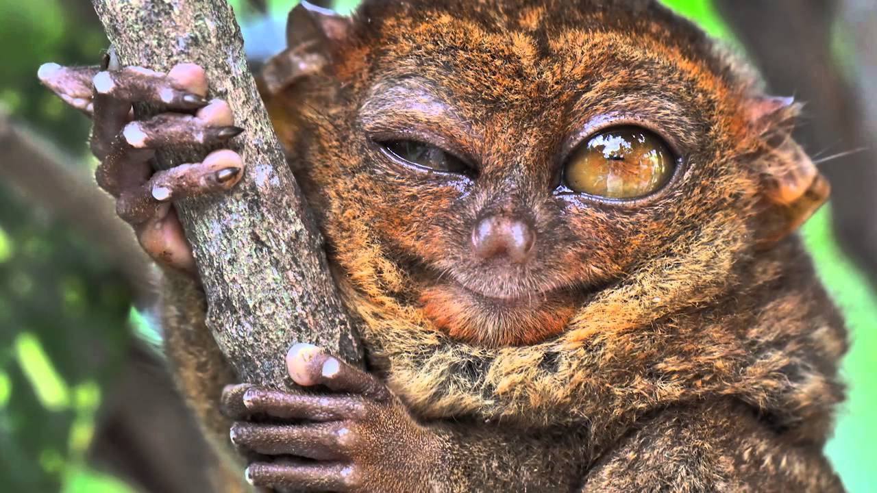 Tarsier Wallpapers - Top Free Tarsier Backgrounds - WallpaperAccess