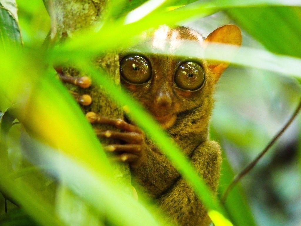 Tarsier Wallpapers - Top Free Tarsier Backgrounds - WallpaperAccess