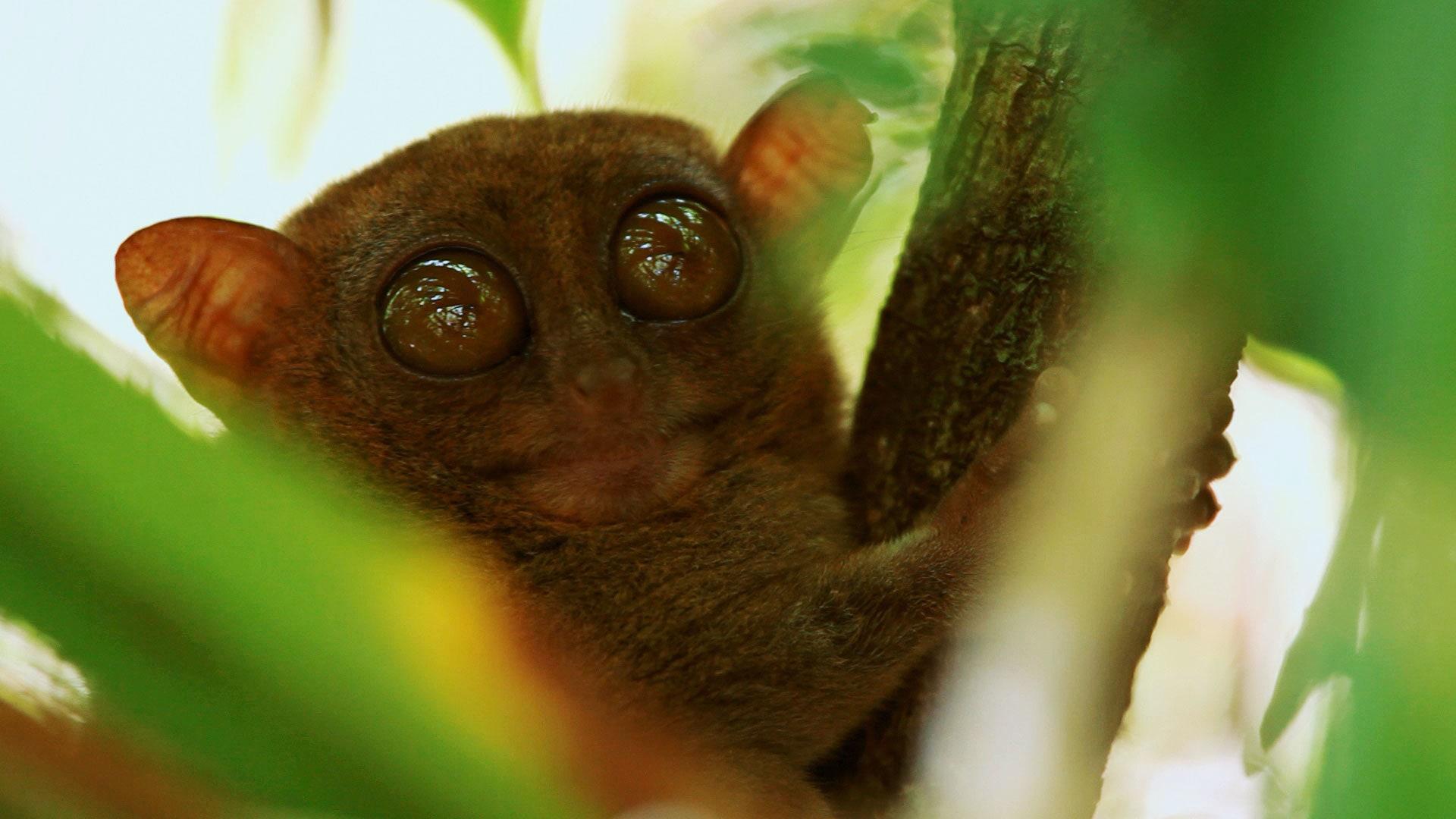 Tarsier Wallpapers - Top Free Tarsier Backgrounds - WallpaperAccess