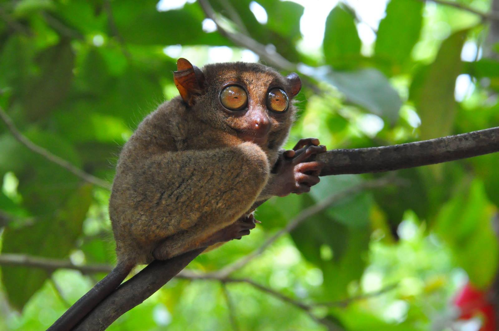 Tarsier Wallpapers - Top Free Tarsier Backgrounds - WallpaperAccess