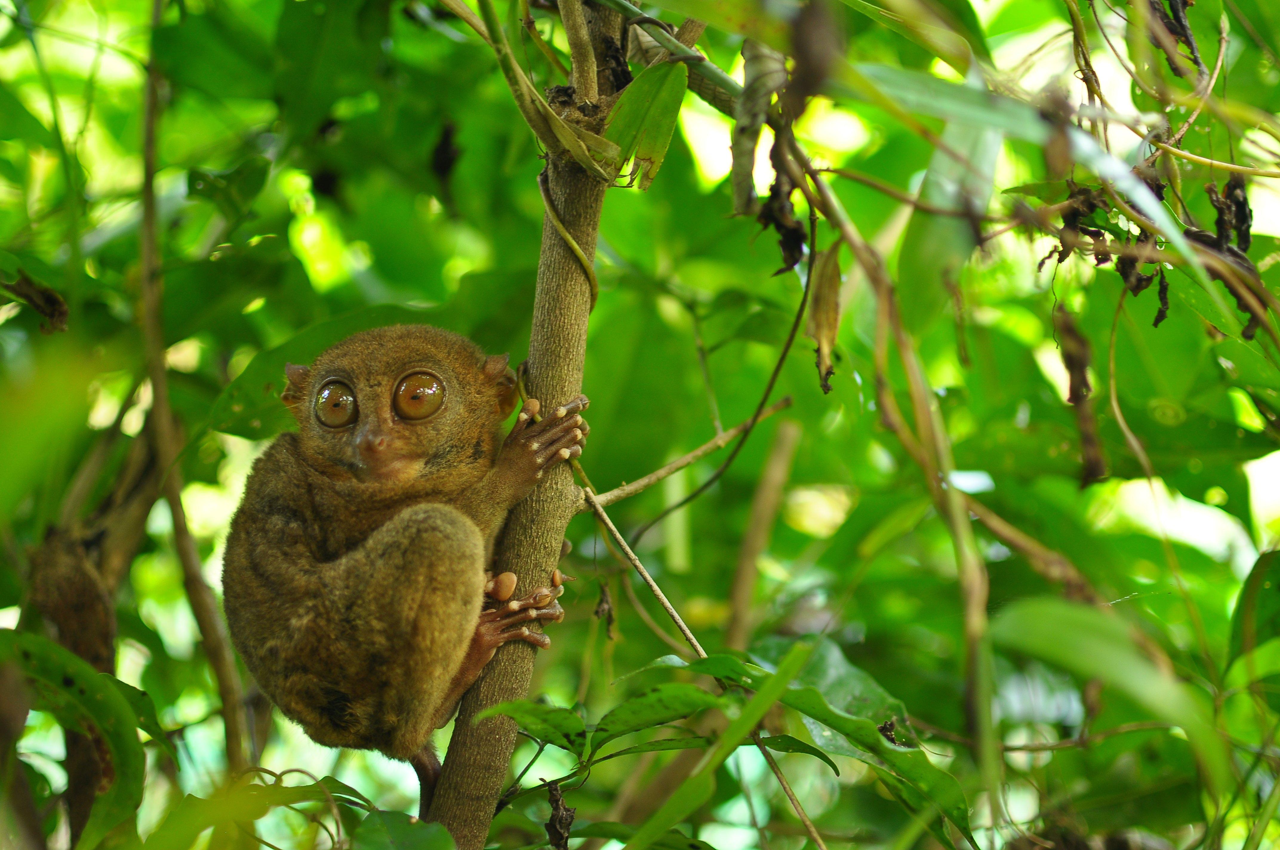 Tarsier Wallpapers - Top Free Tarsier Backgrounds - WallpaperAccess
